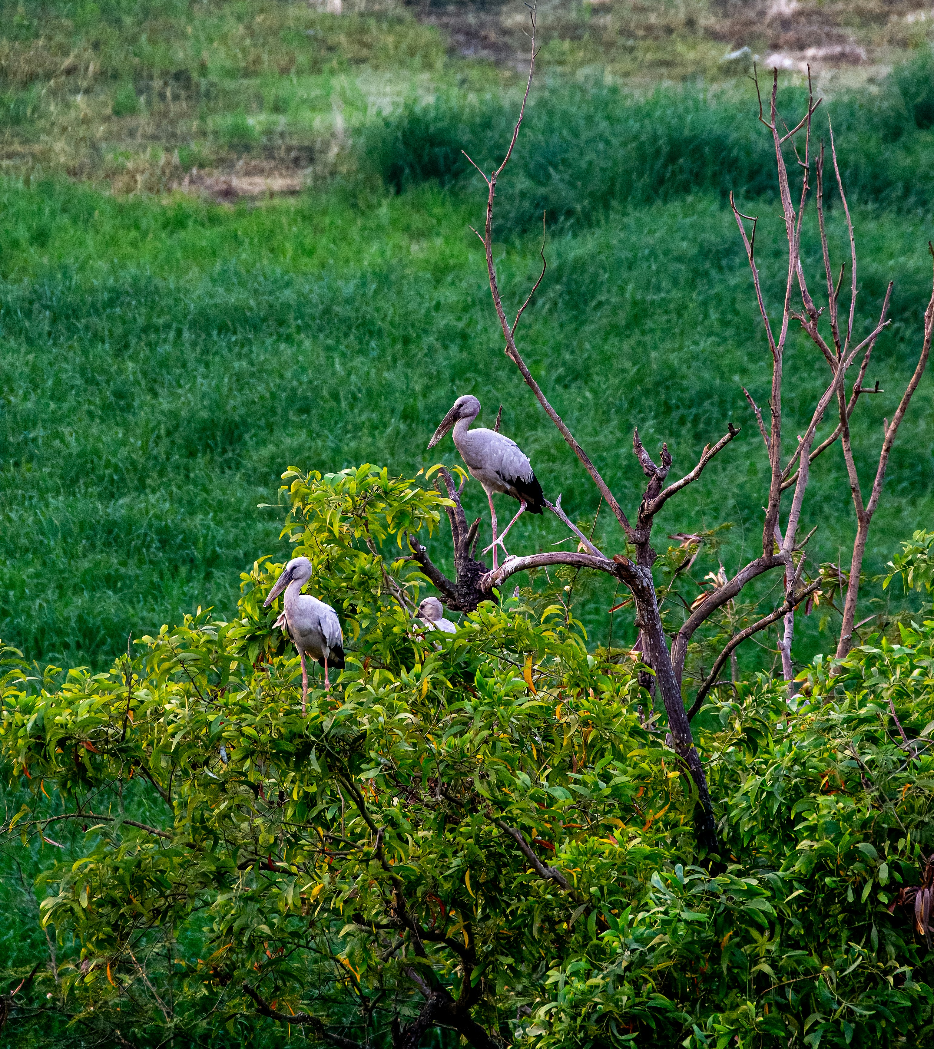 Verdant Perch: Two Grey Herons on a Sunlit Canopy