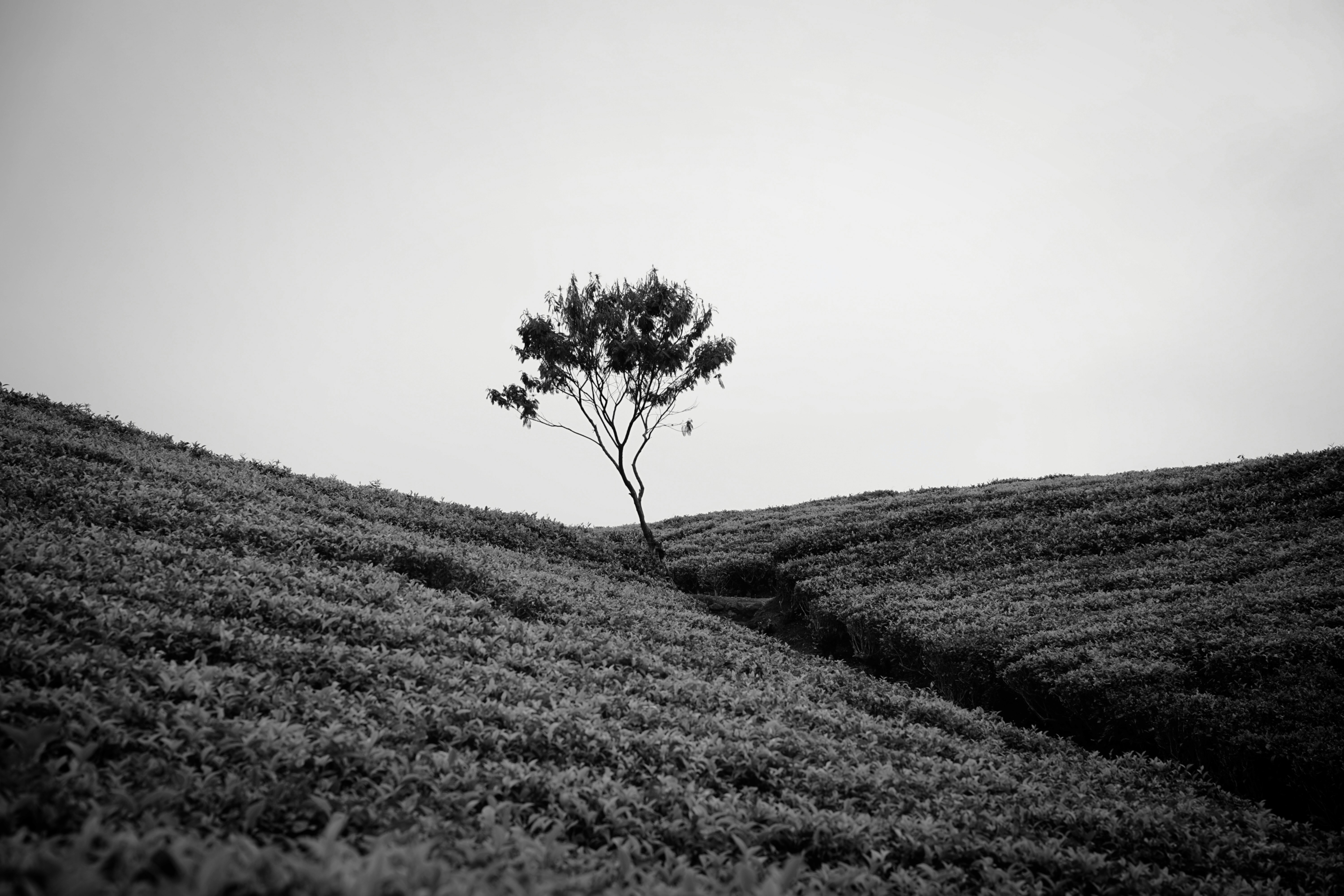 Solitary Resilience in a Sea of Green