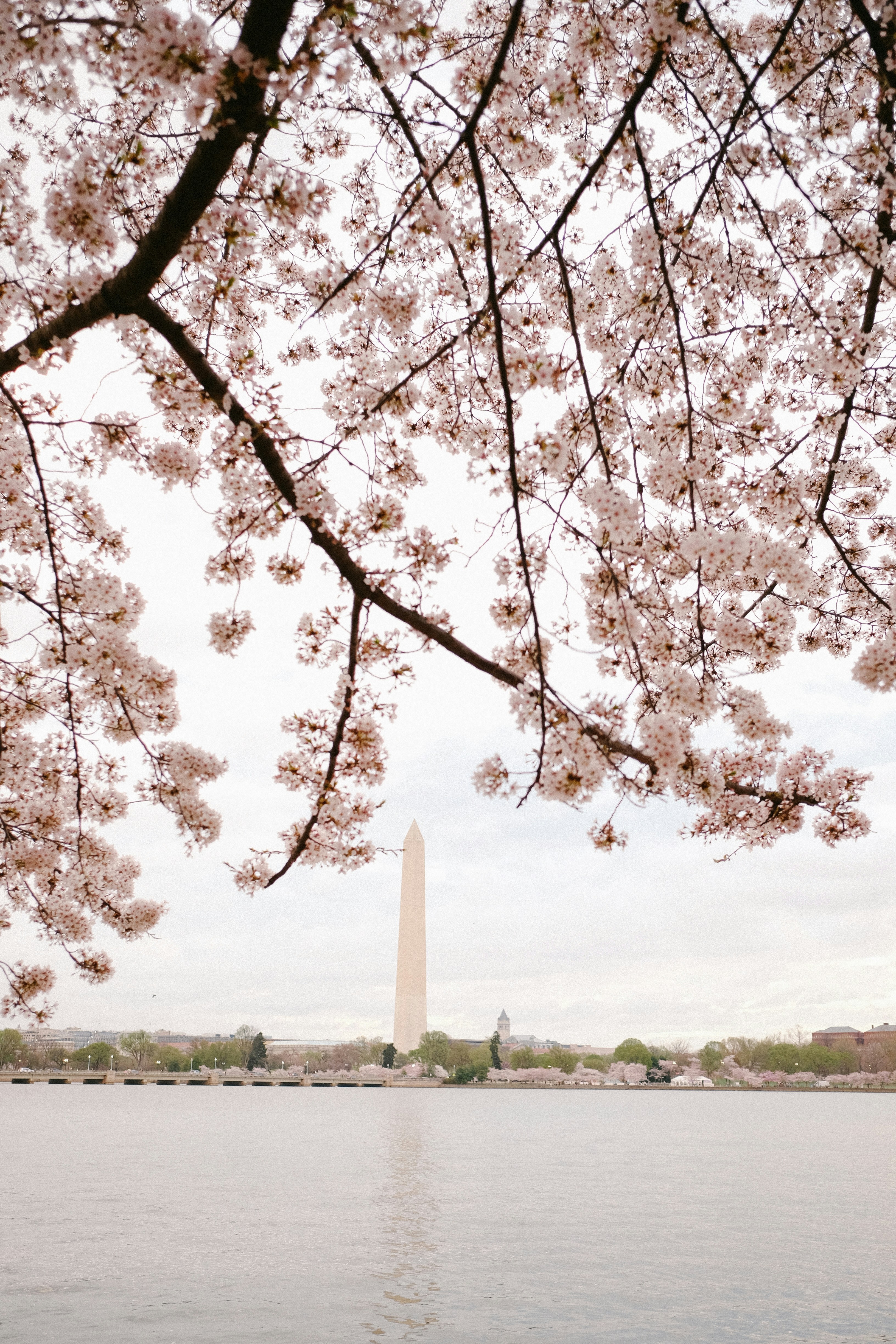 Cherry blossoms hanging over the Tidal Basin with the Washington Monument in the distance.