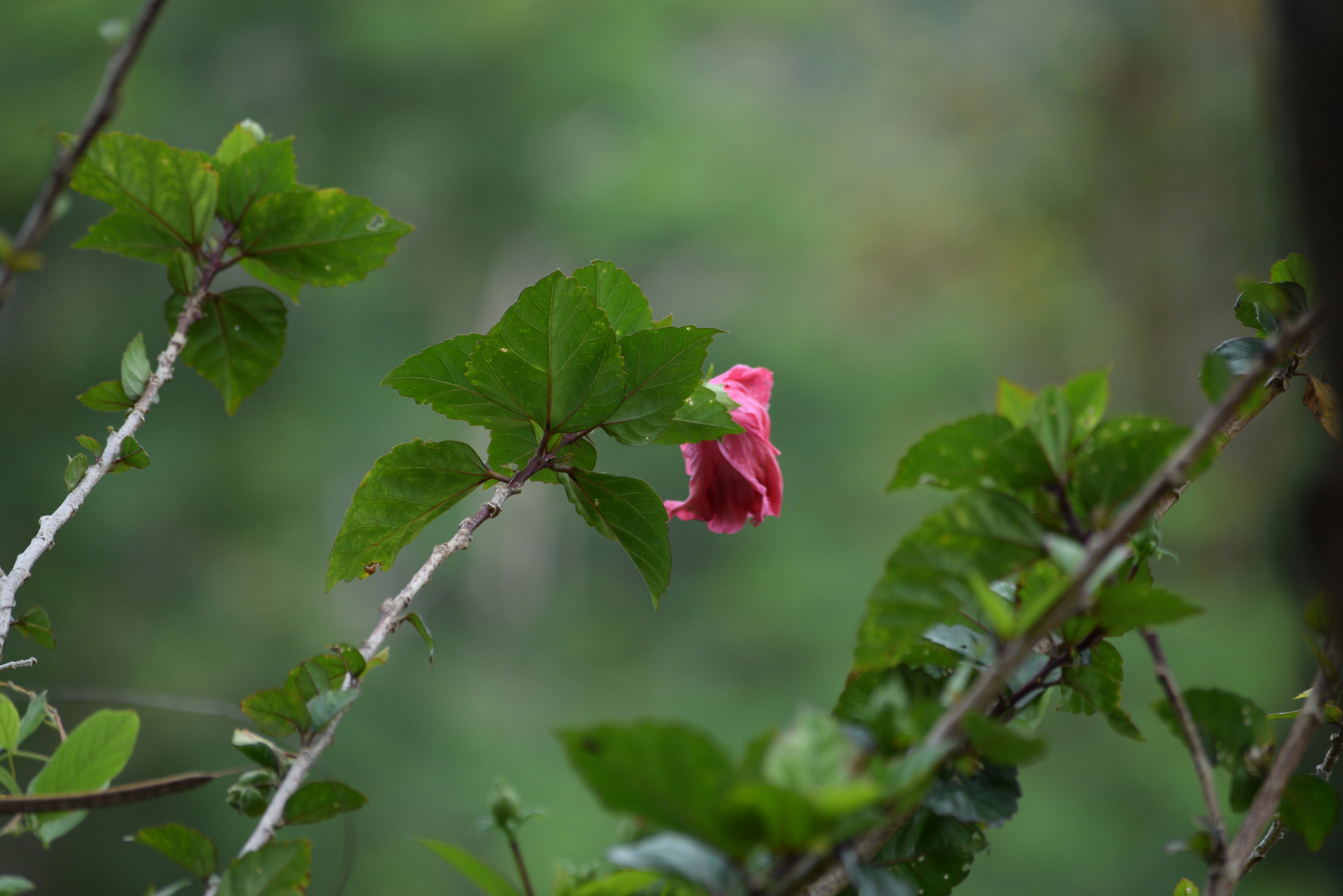 Pink hibiscus flower surrounded by vibrant green leaves against a blurred natural background.