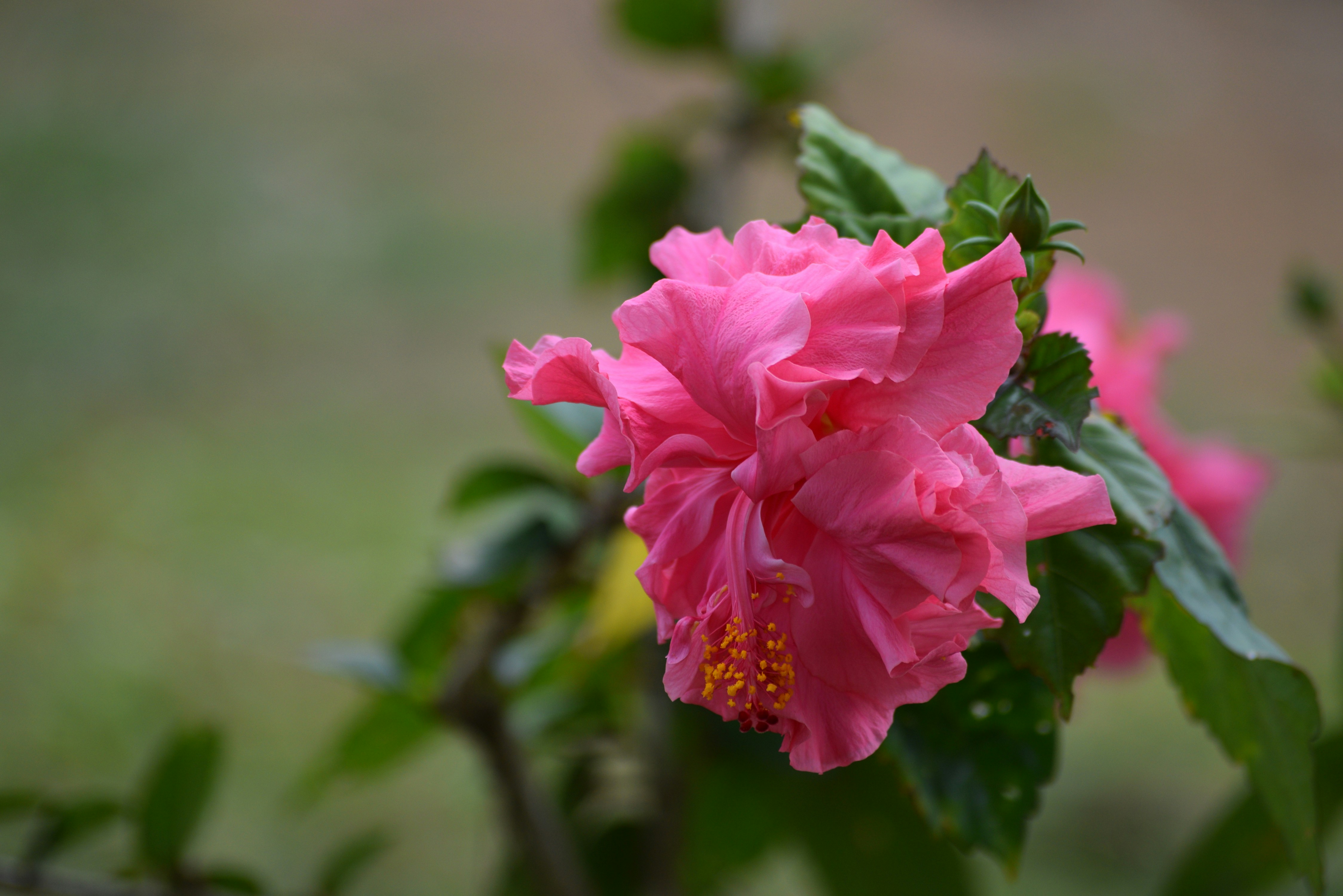 Pink hibiscus flower with ruffled petals stands out against a soft-focus green background.