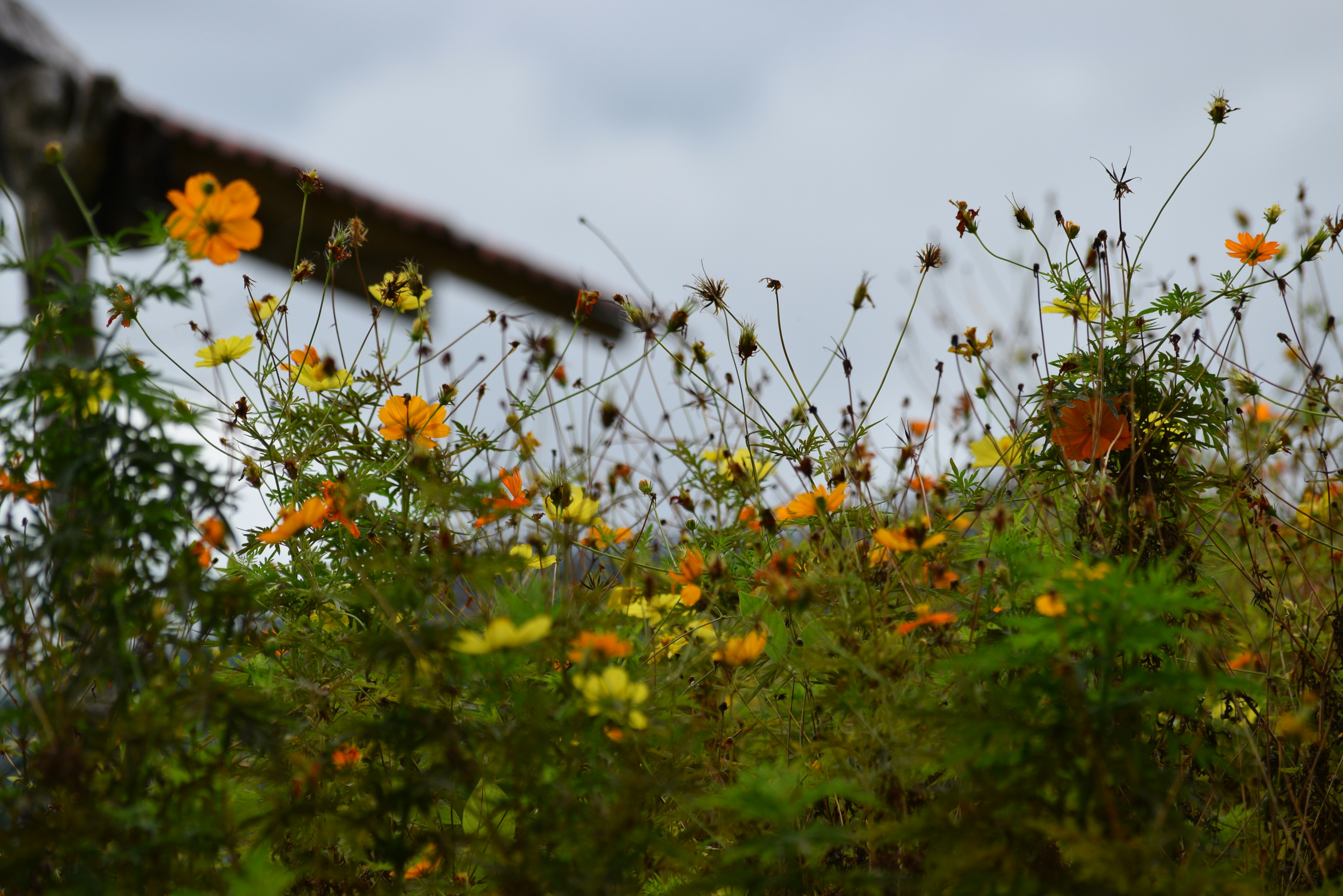 Orange and yellow wildflowers sway against a backdrop of a cloudy sky and wooden structure.