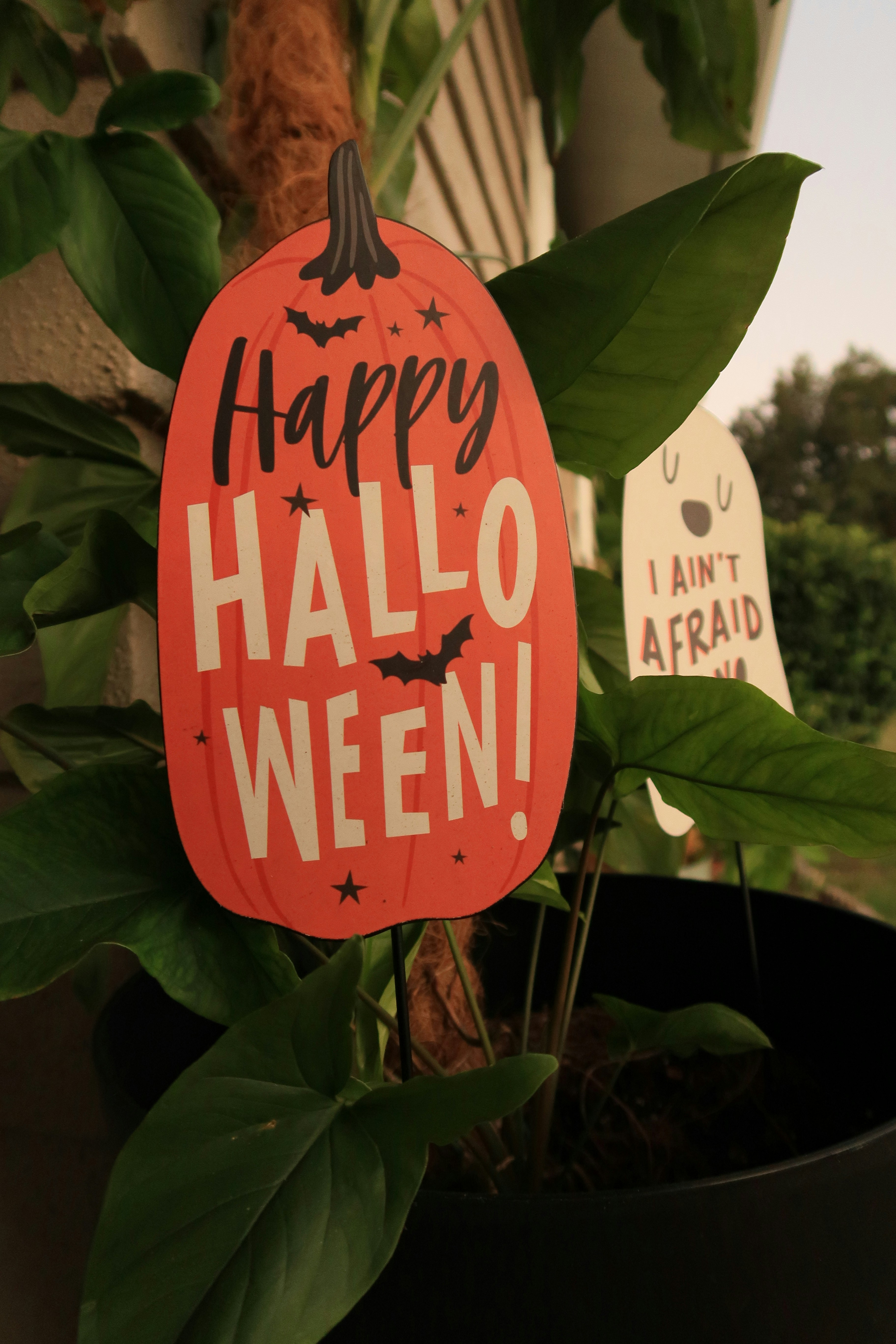 Happy halloween decorations are displayed on plants.