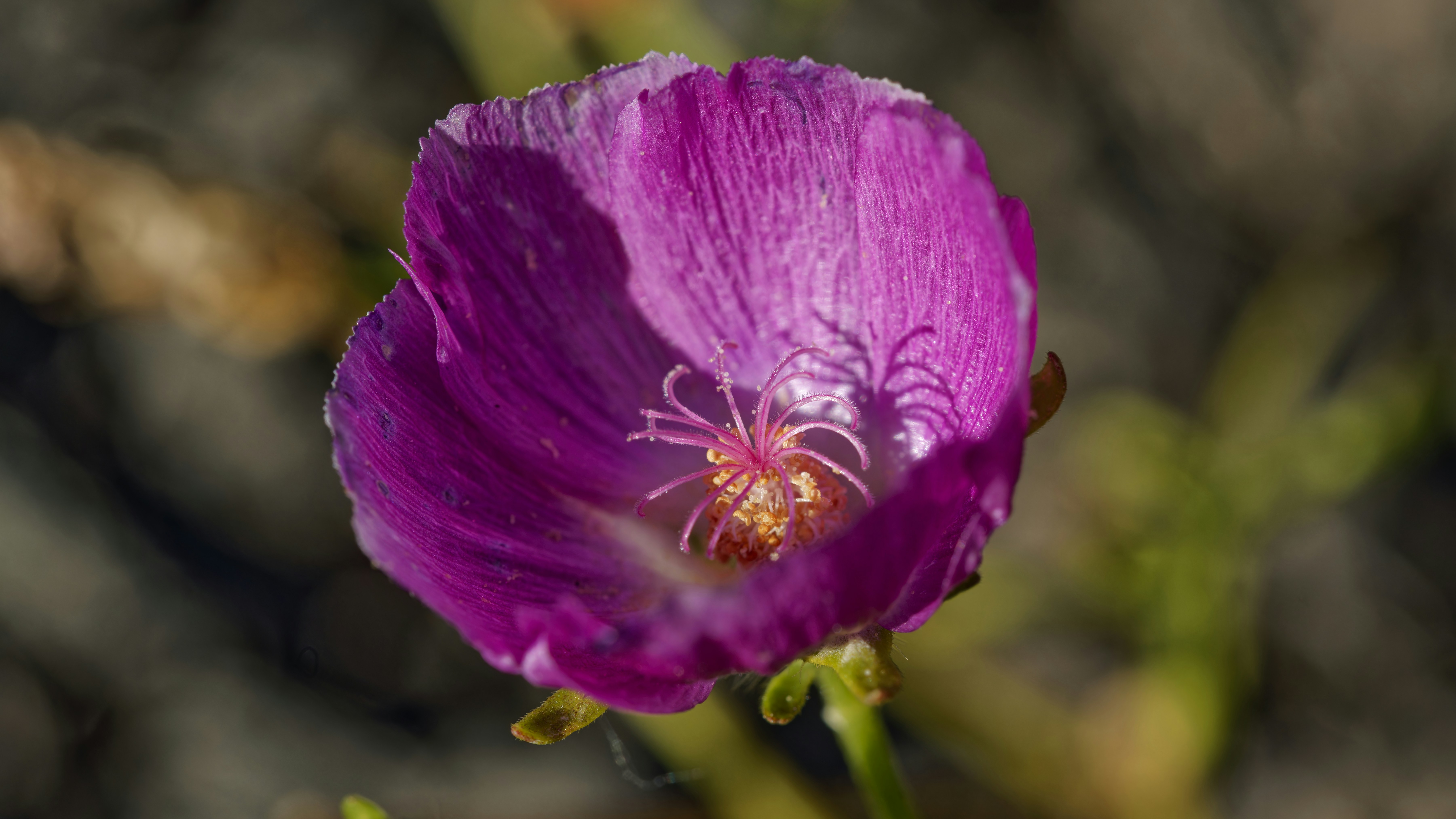 Violet Whisper: Nature's Delicate Bloom
