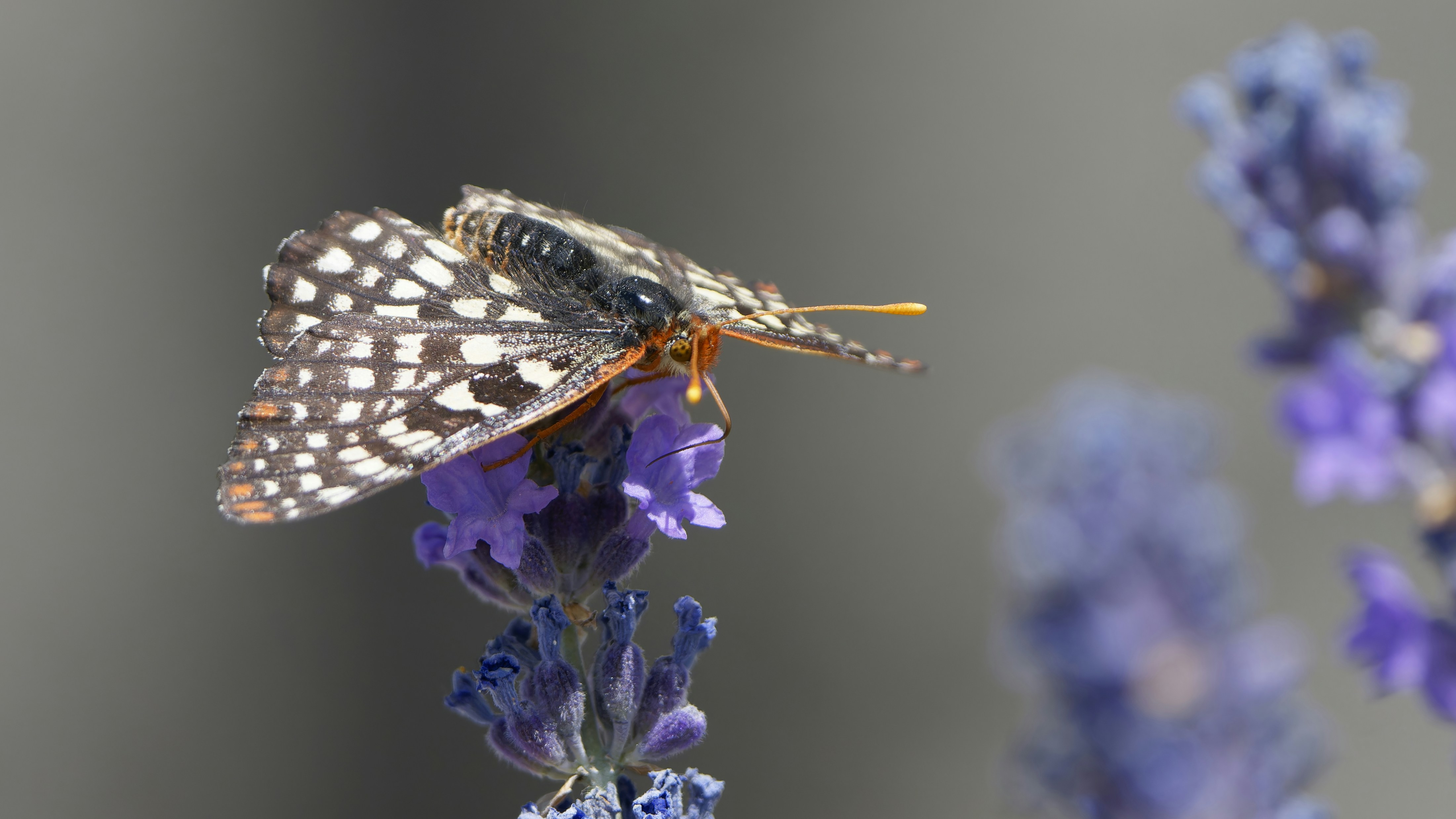 Speckled butterfly perched delicately on vibrant purple lavender blooms.