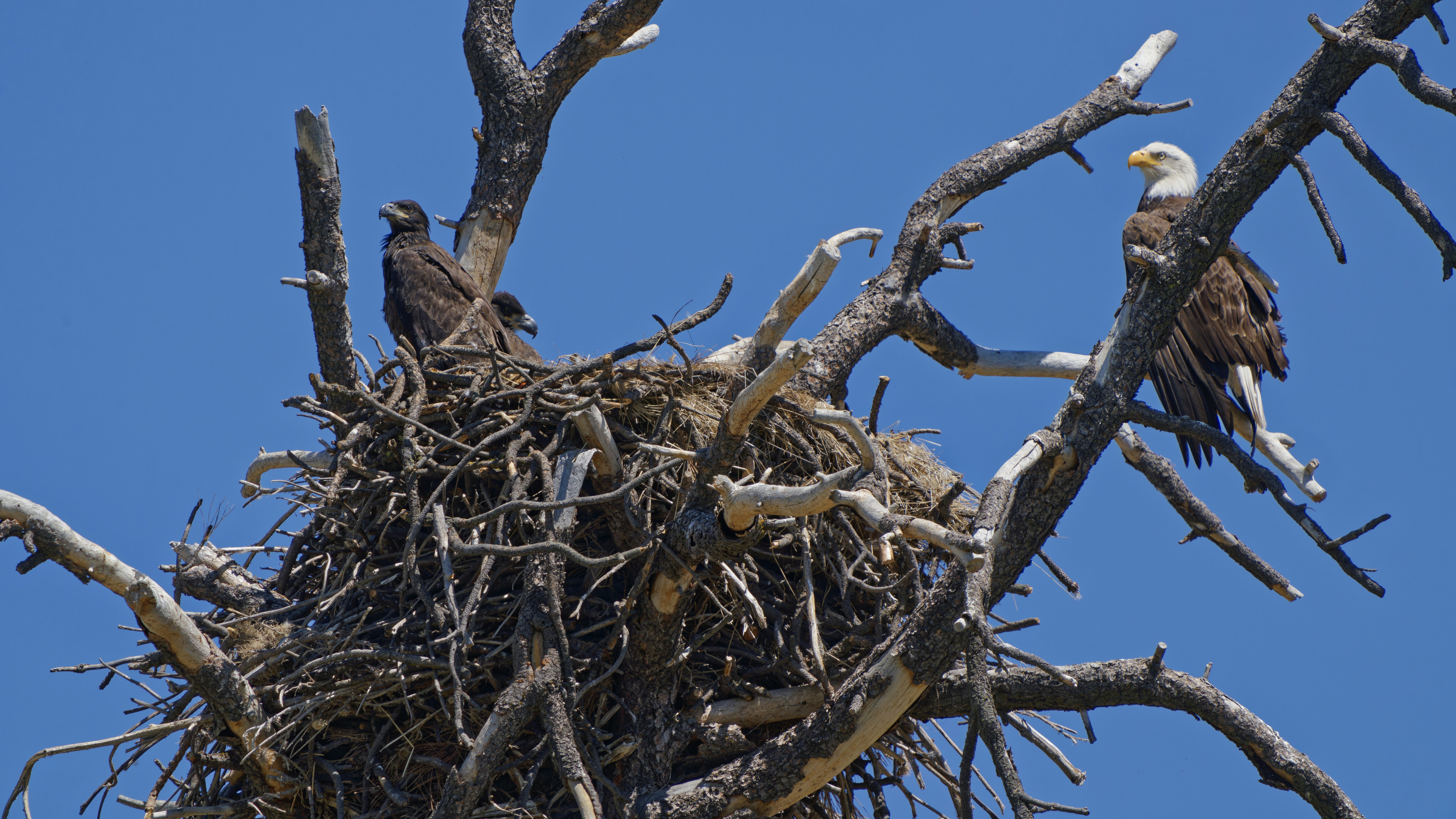 Eagles perch in their nest within a tree. photo – Free Bald eagle Image ...