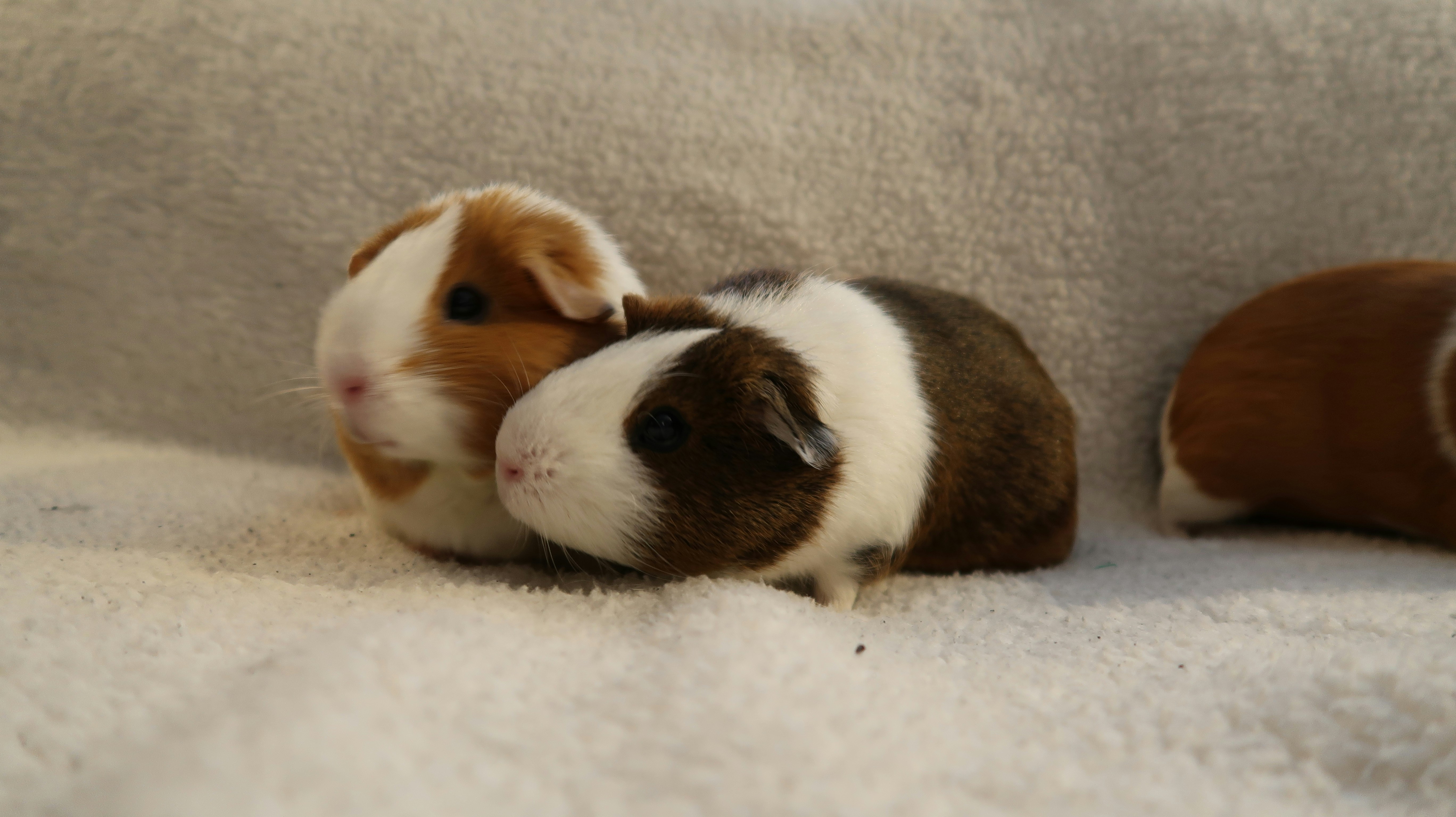 Three cute guinea pigs cuddle together. photo – Free Guinea pig Image ...
