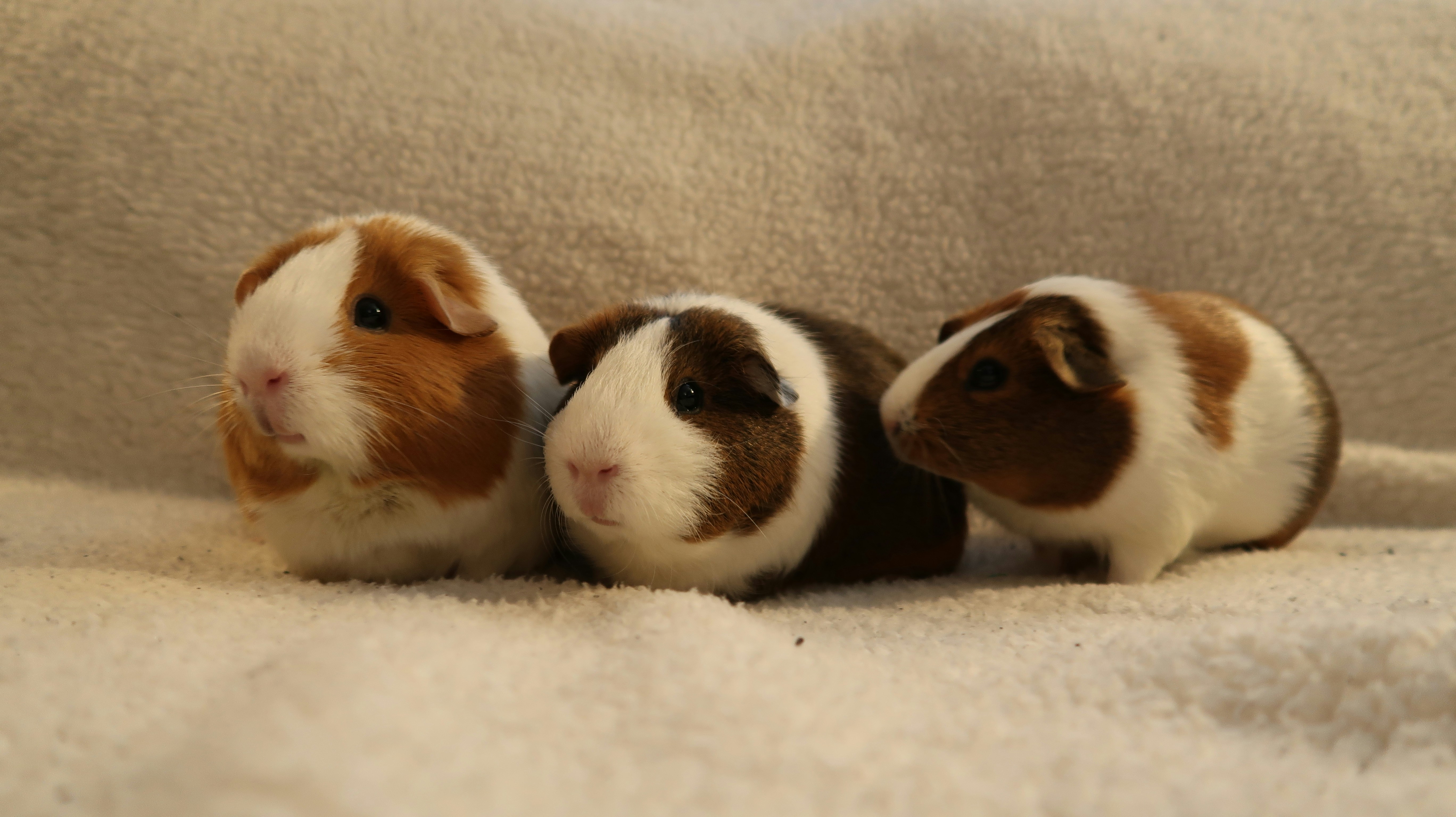 Tres adorables conejillos de indias acurrucados juntos. foto – Imagen ...