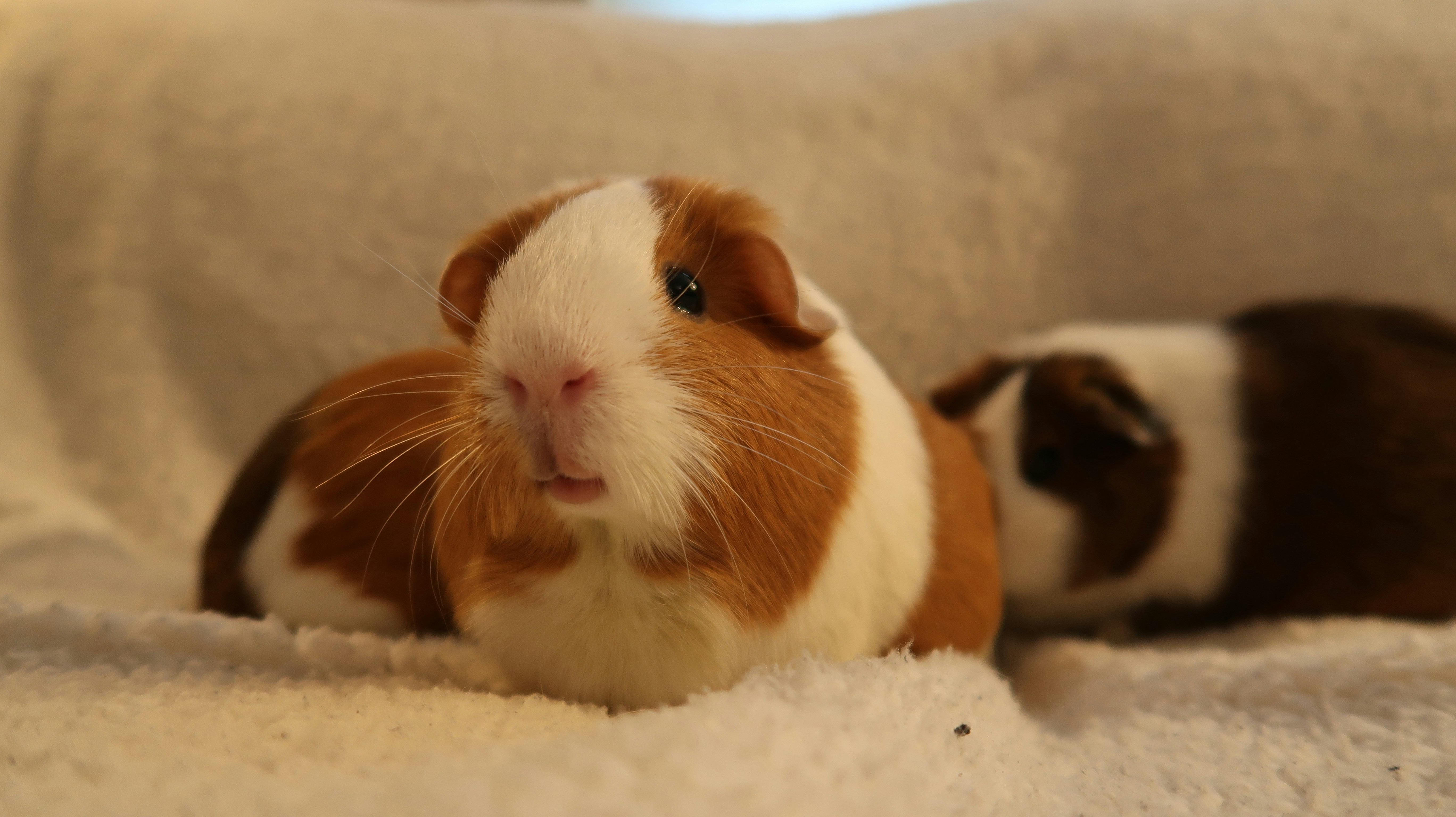 Curious Guinea Pig in Soft Sunlit Spotlight