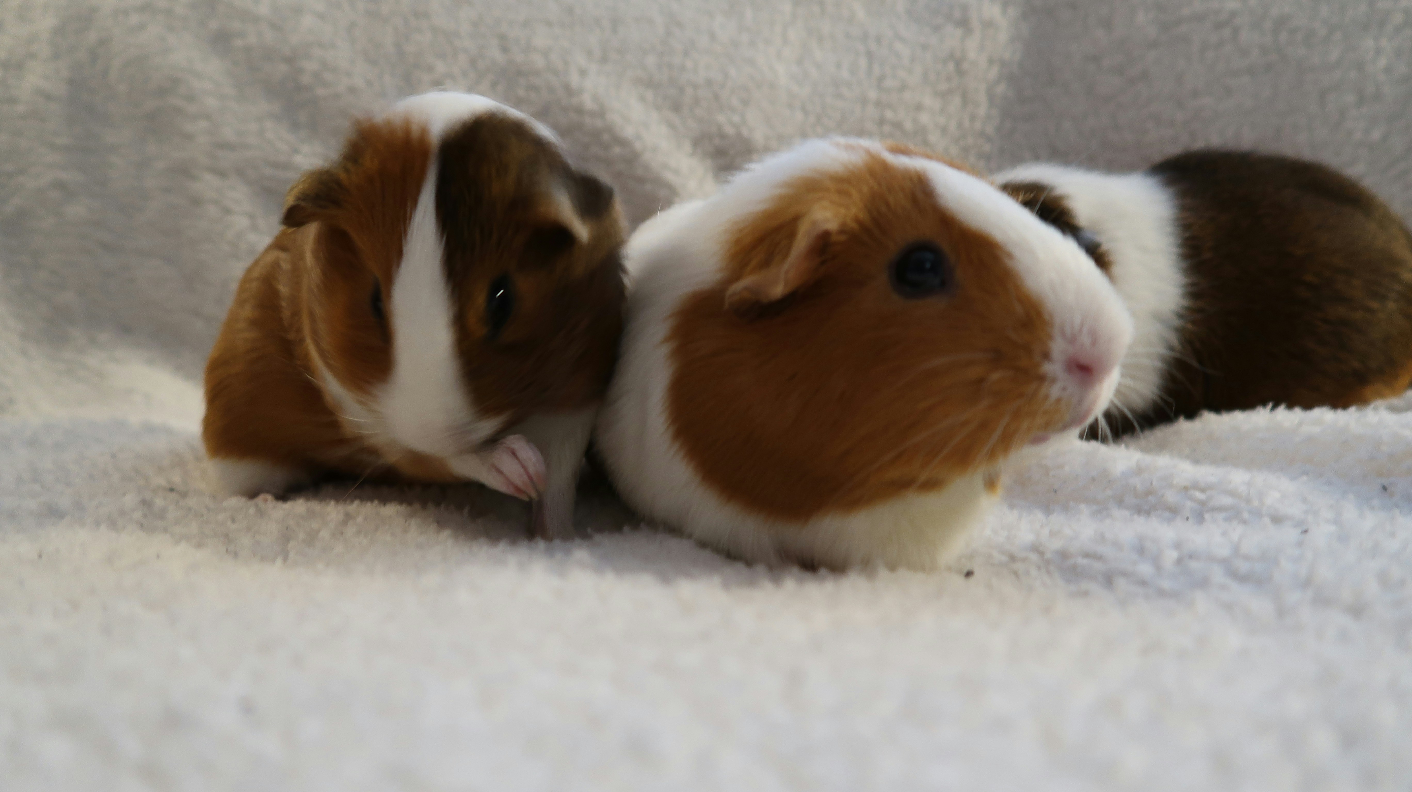 Three cute guinea pigs cuddle together. photo – Free Guinea pig Image ...