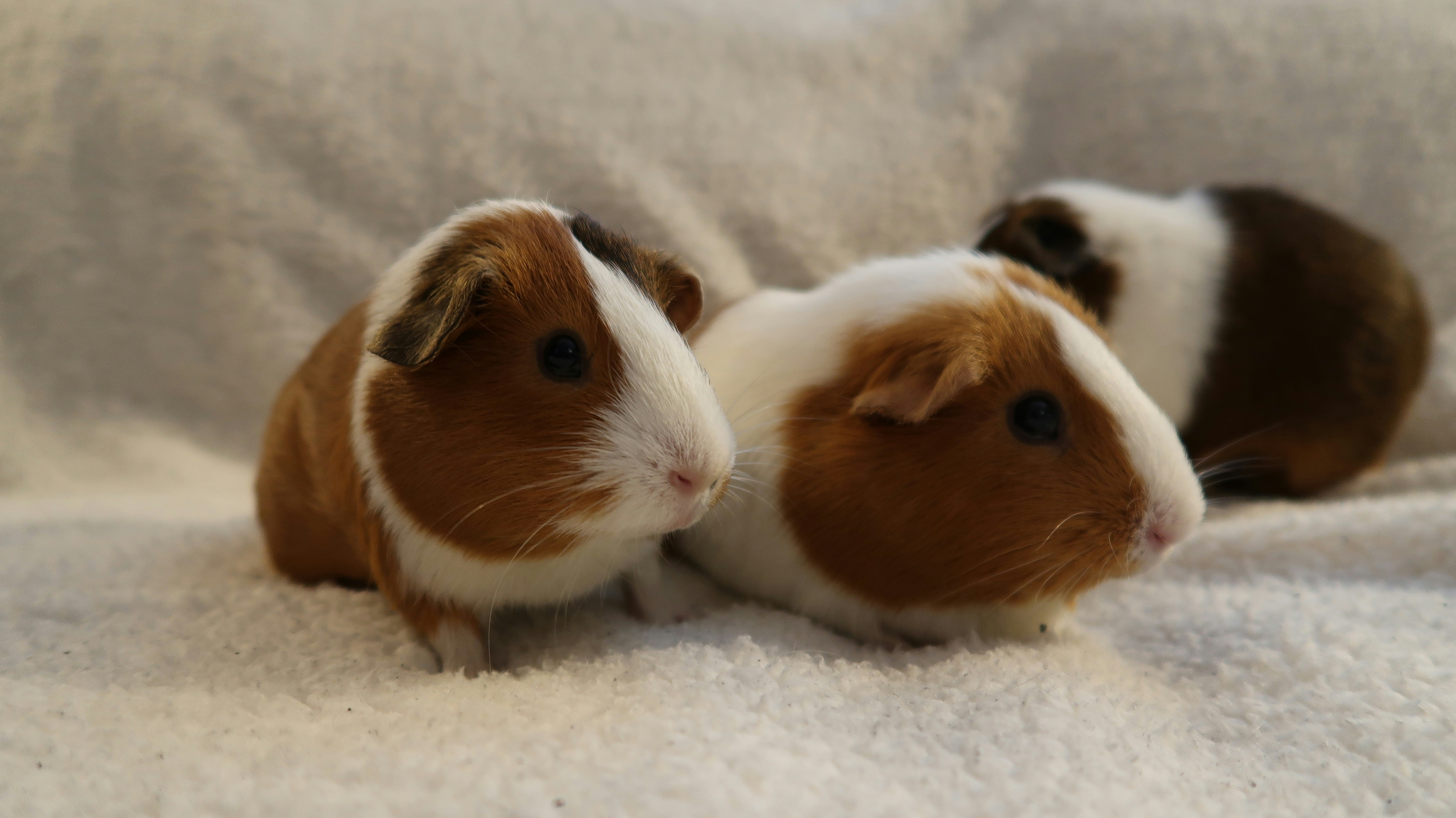 Three adorable guinea pigs are posing together. photo – Free Guinea pig ...