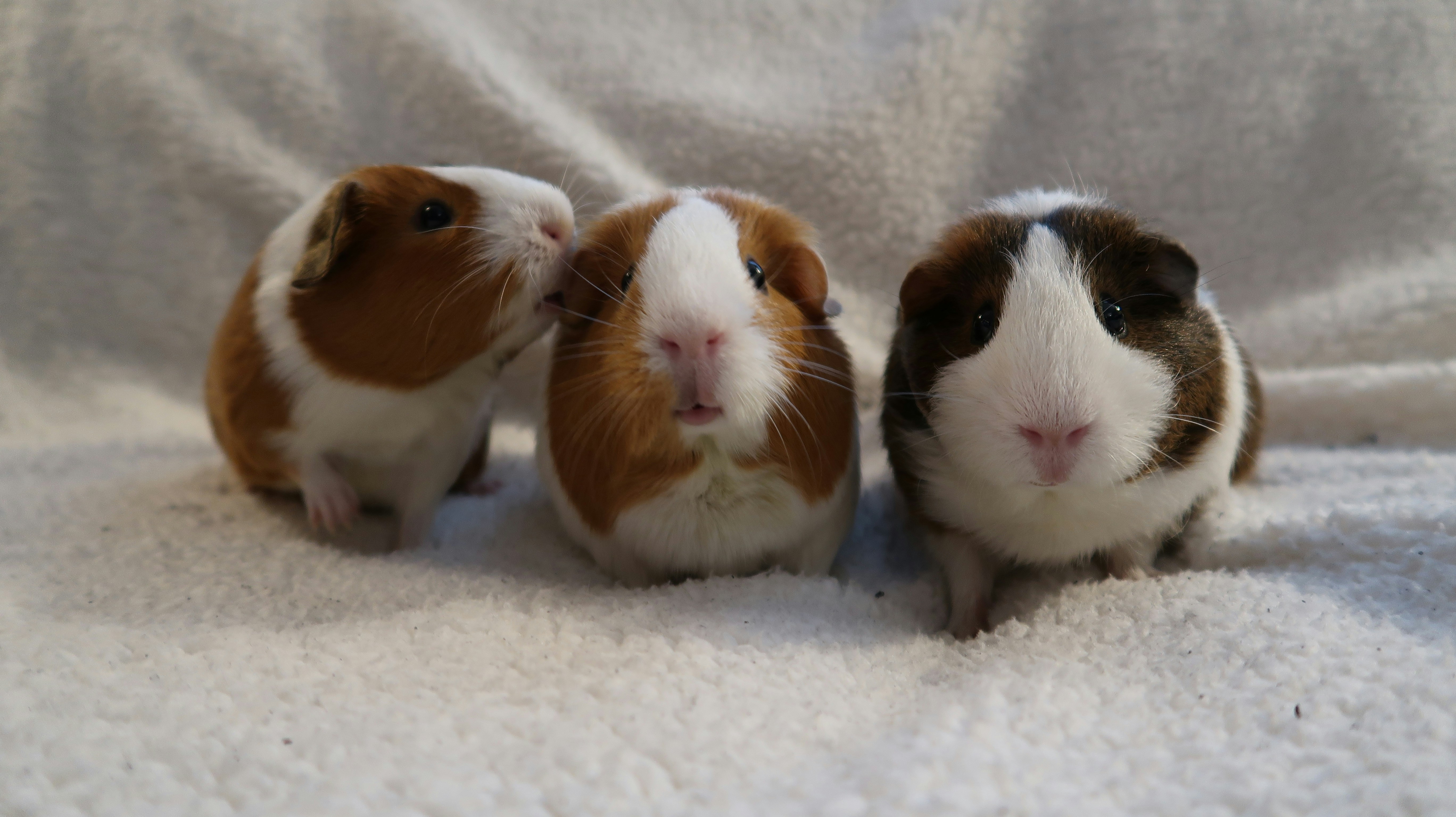 Three Wonderful Mini Top Models Pictures | Download Free Images on Unsplash