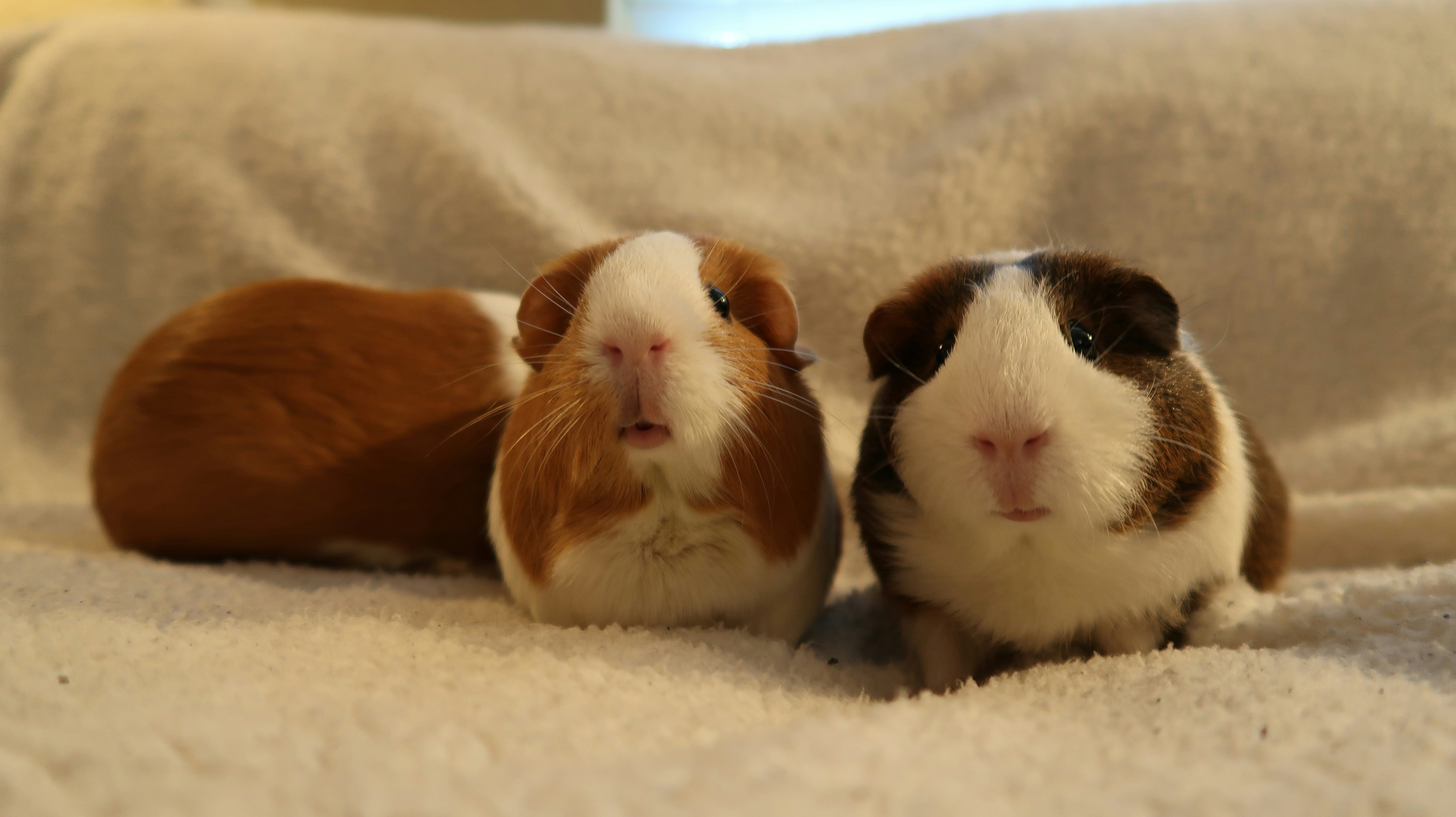 Three cute guinea pigs are posing for the camera. photo – Free Guinea ...