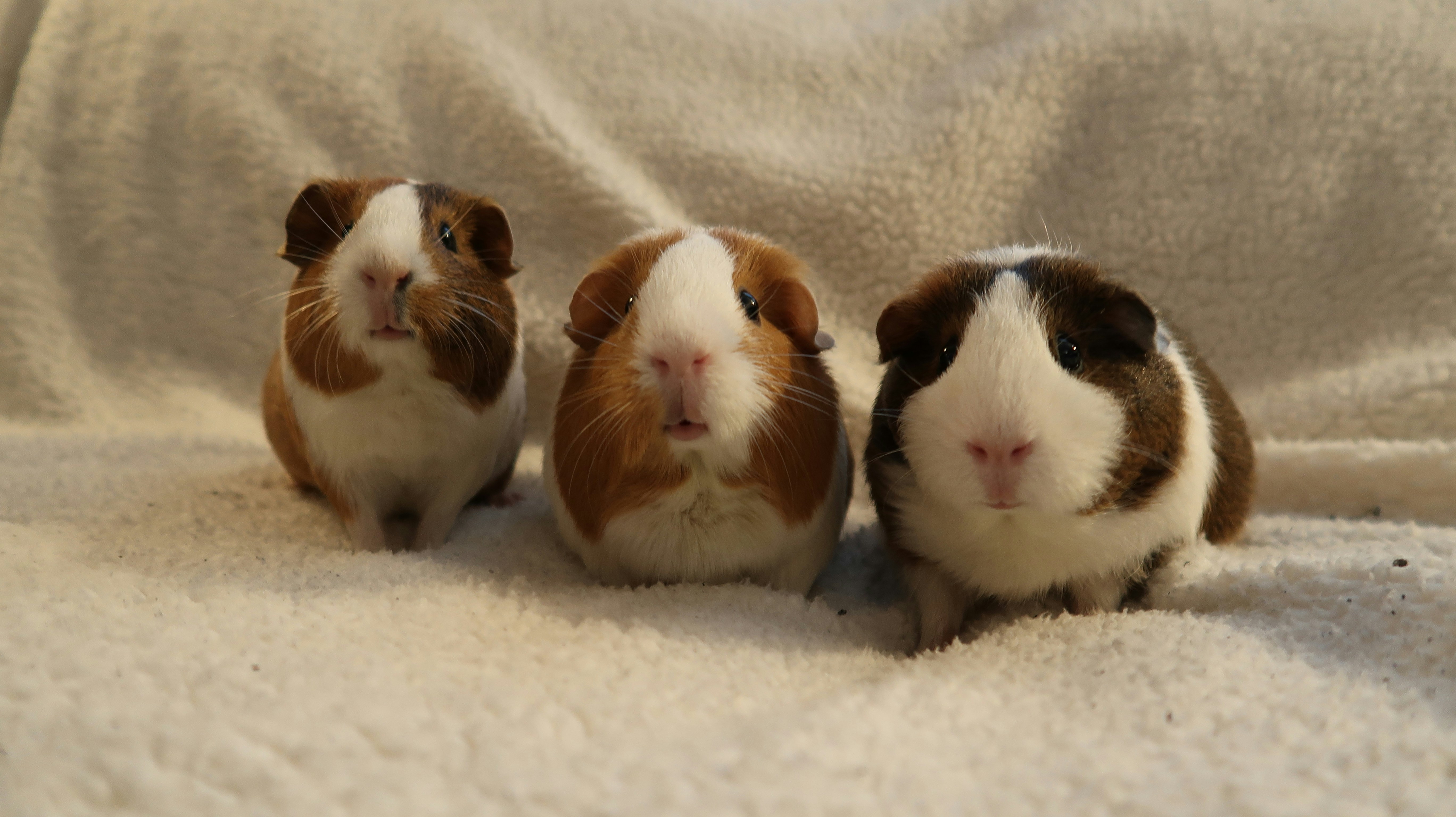 Photo by Kayl Photo with Canon PowerShot G7 X Mark II