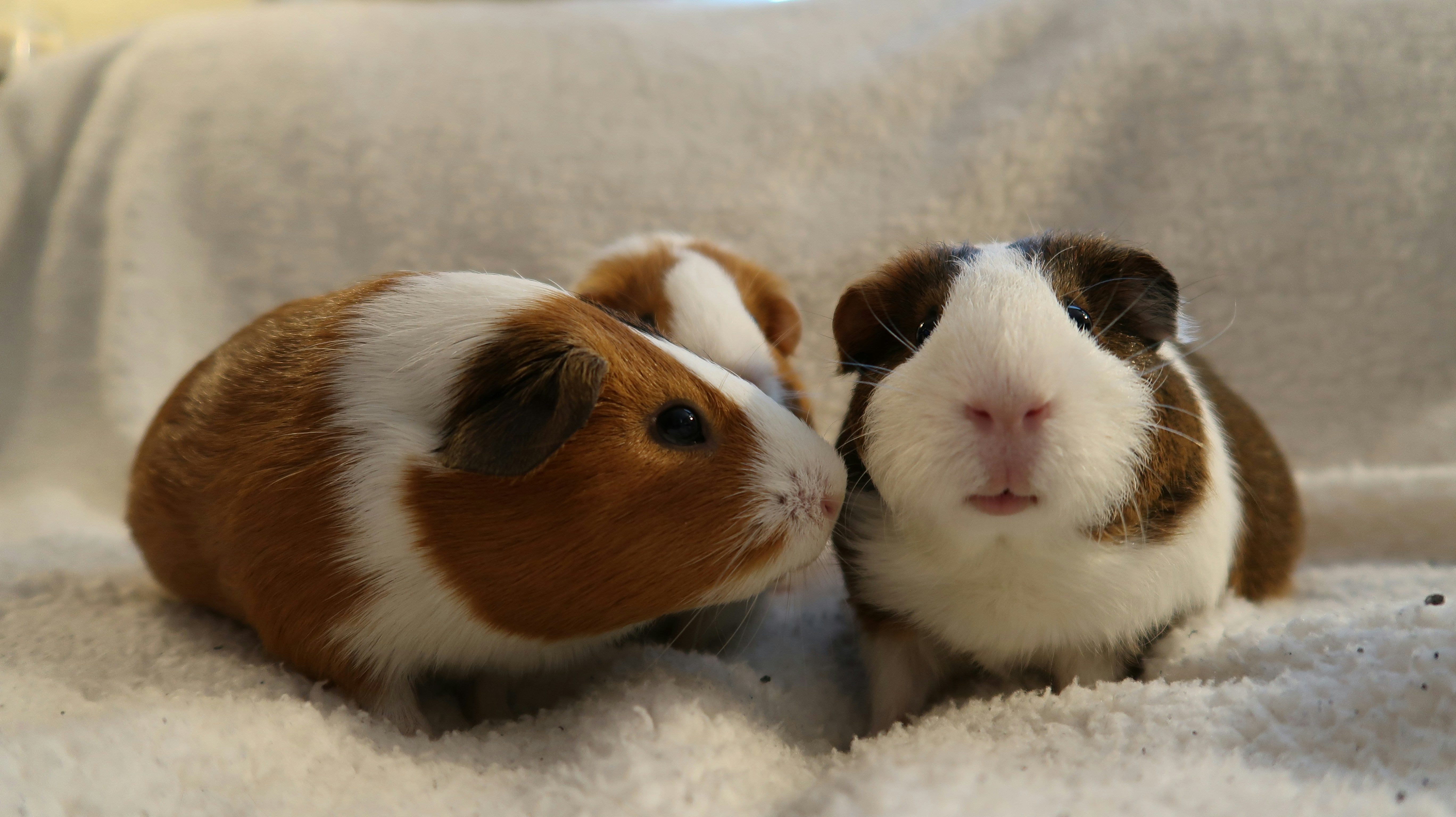 Tres adorables conejillos de indias se acurrucan juntos. foto – Imagen ...