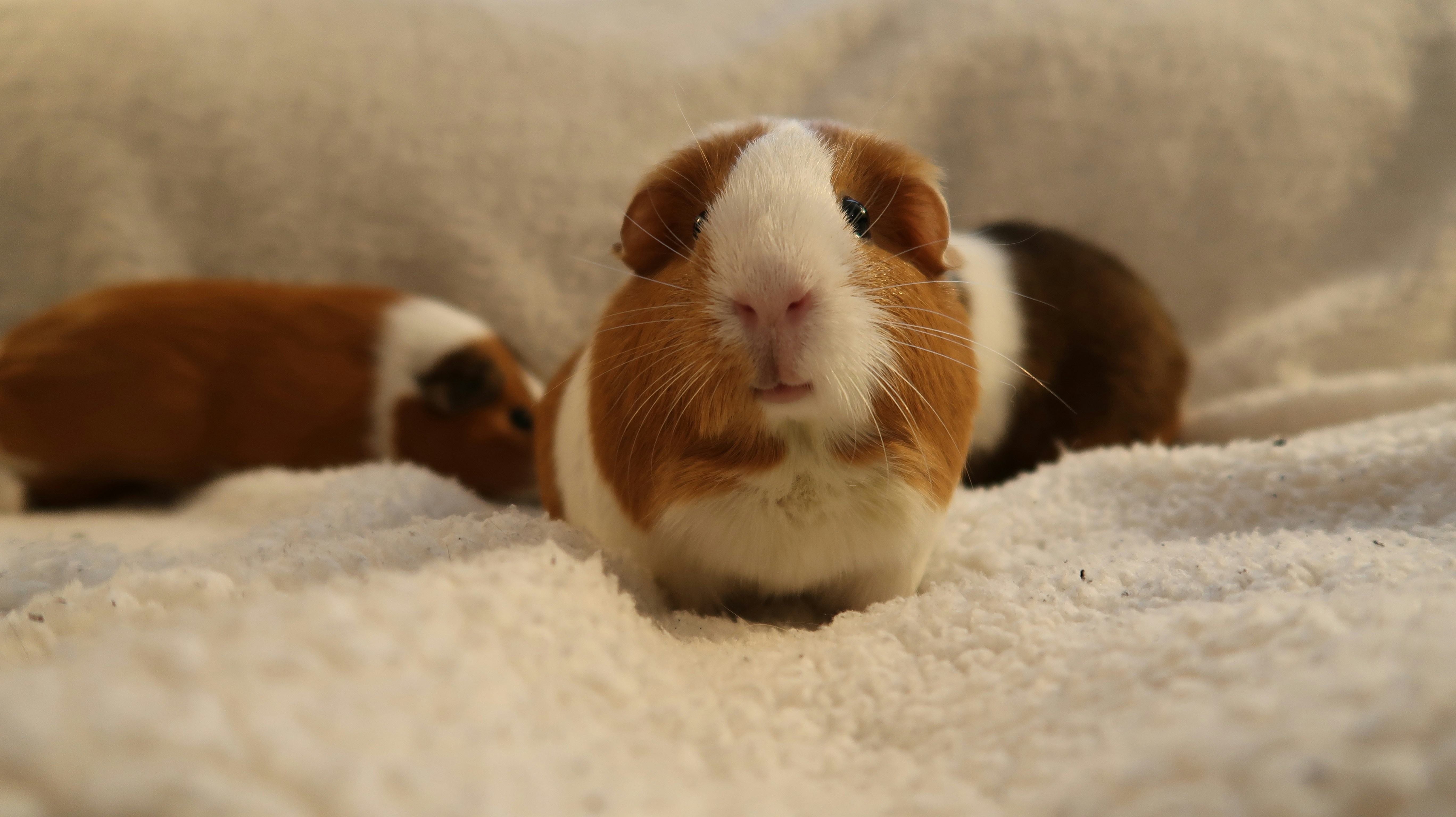 Centerstage Whiskers: A Close-Up Portrait of a Trio on Snowy Fabric