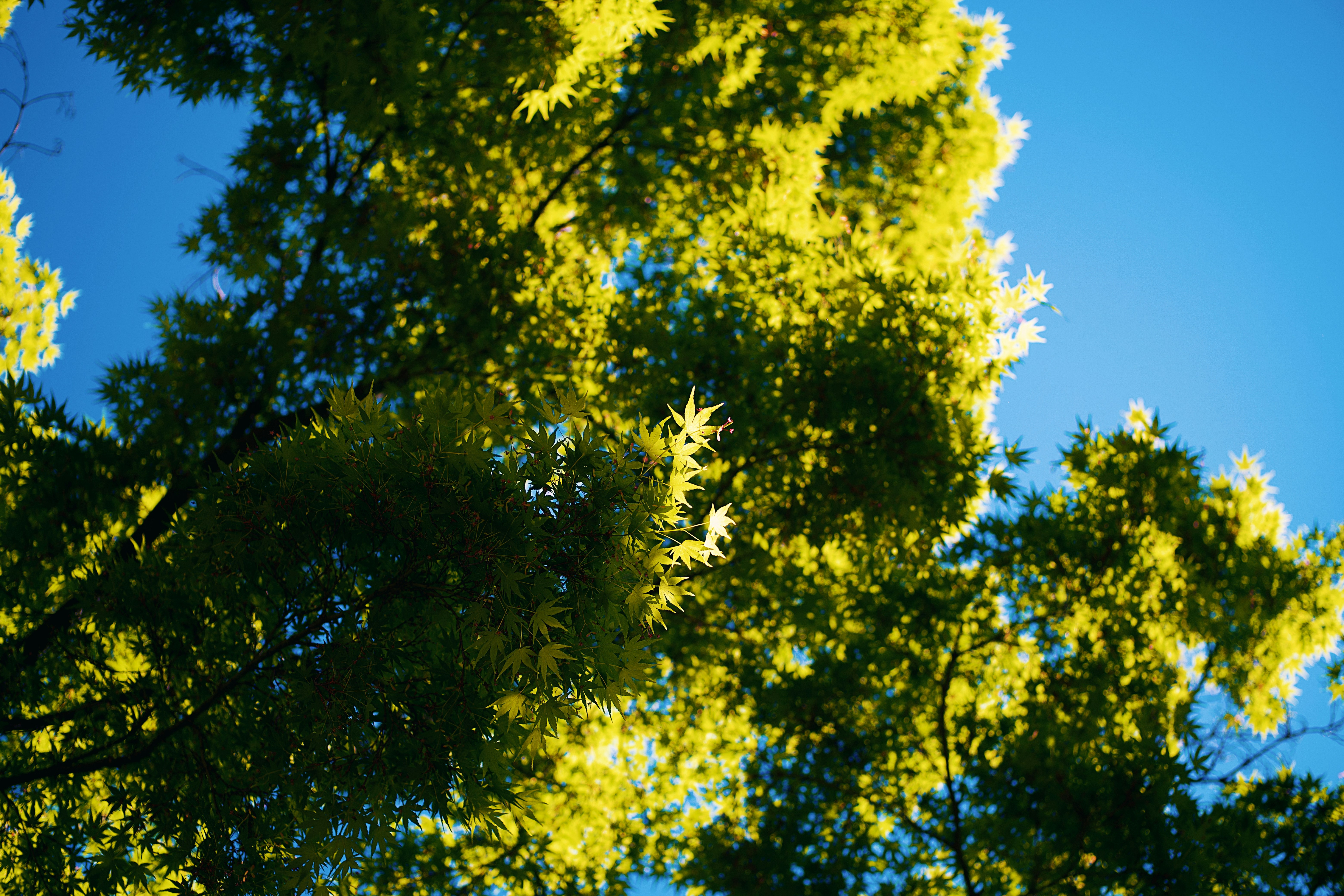 Verdant Canopy Against Azure Skies