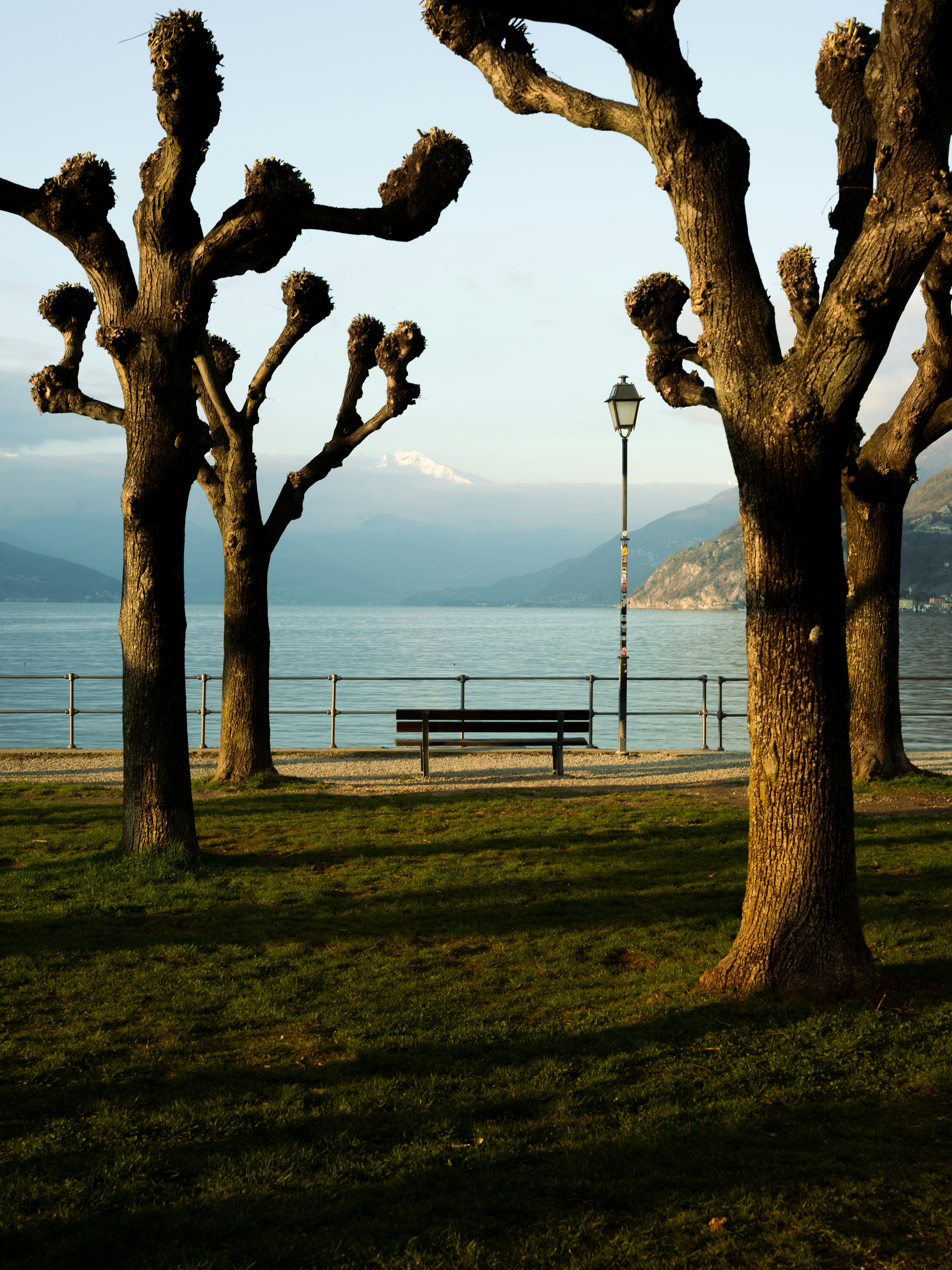 Bare trees casting long shadows on a lakeside park with a distant snow-capped mountain under a calm sky.
