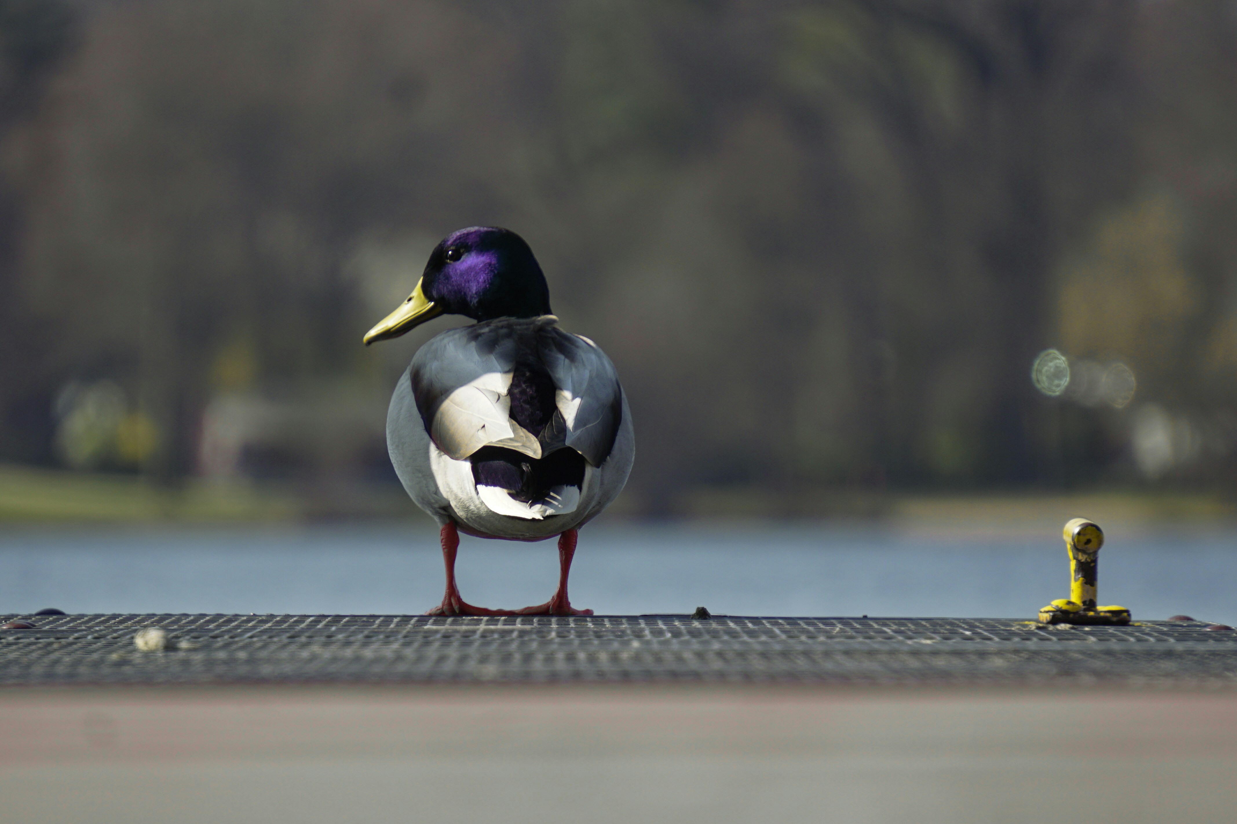Duck standing on a dock with a blurred lake and forested background.