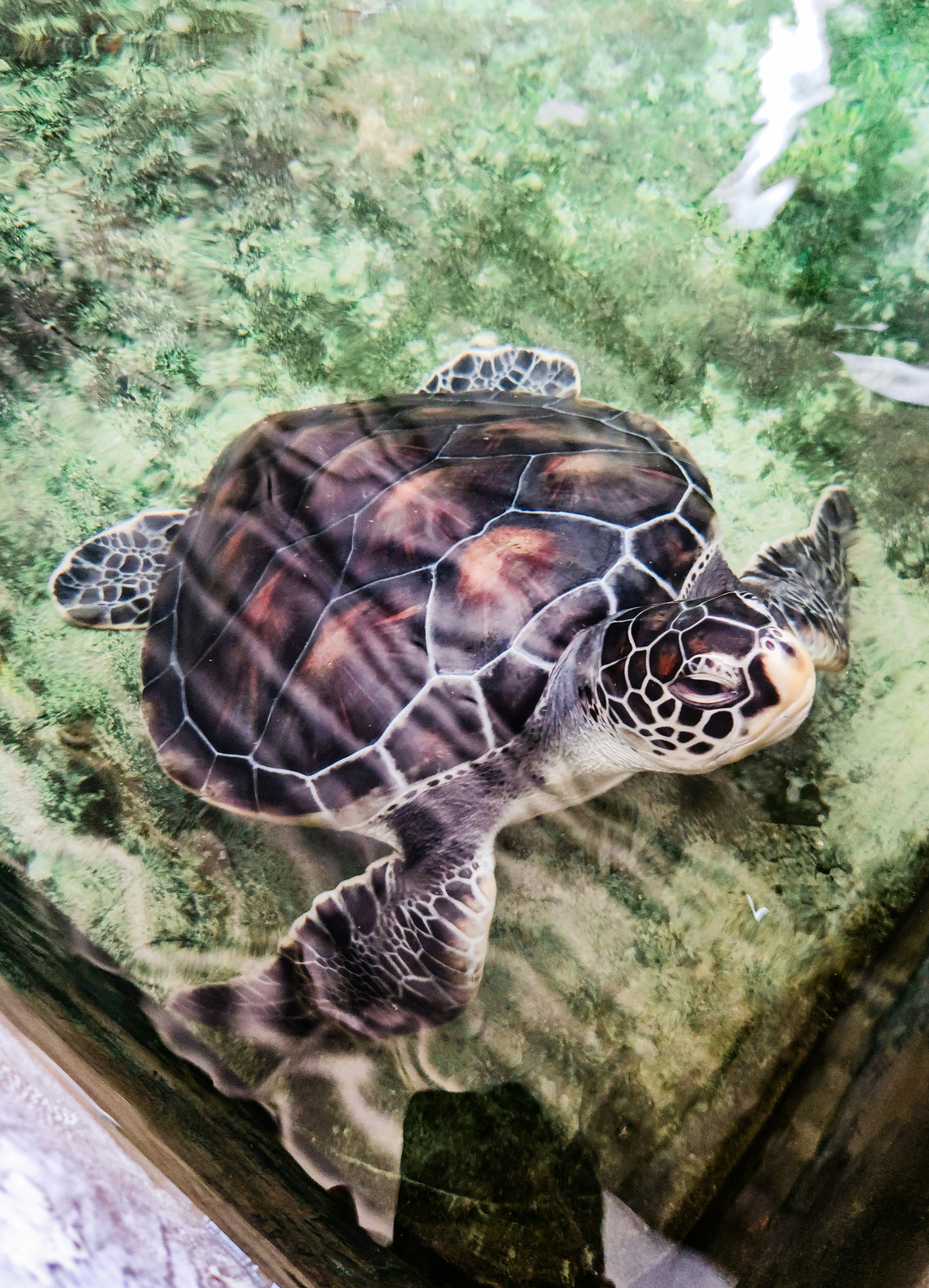 Hexagonal Grace: A Sea Turtle Glides in a Glass Aquarium