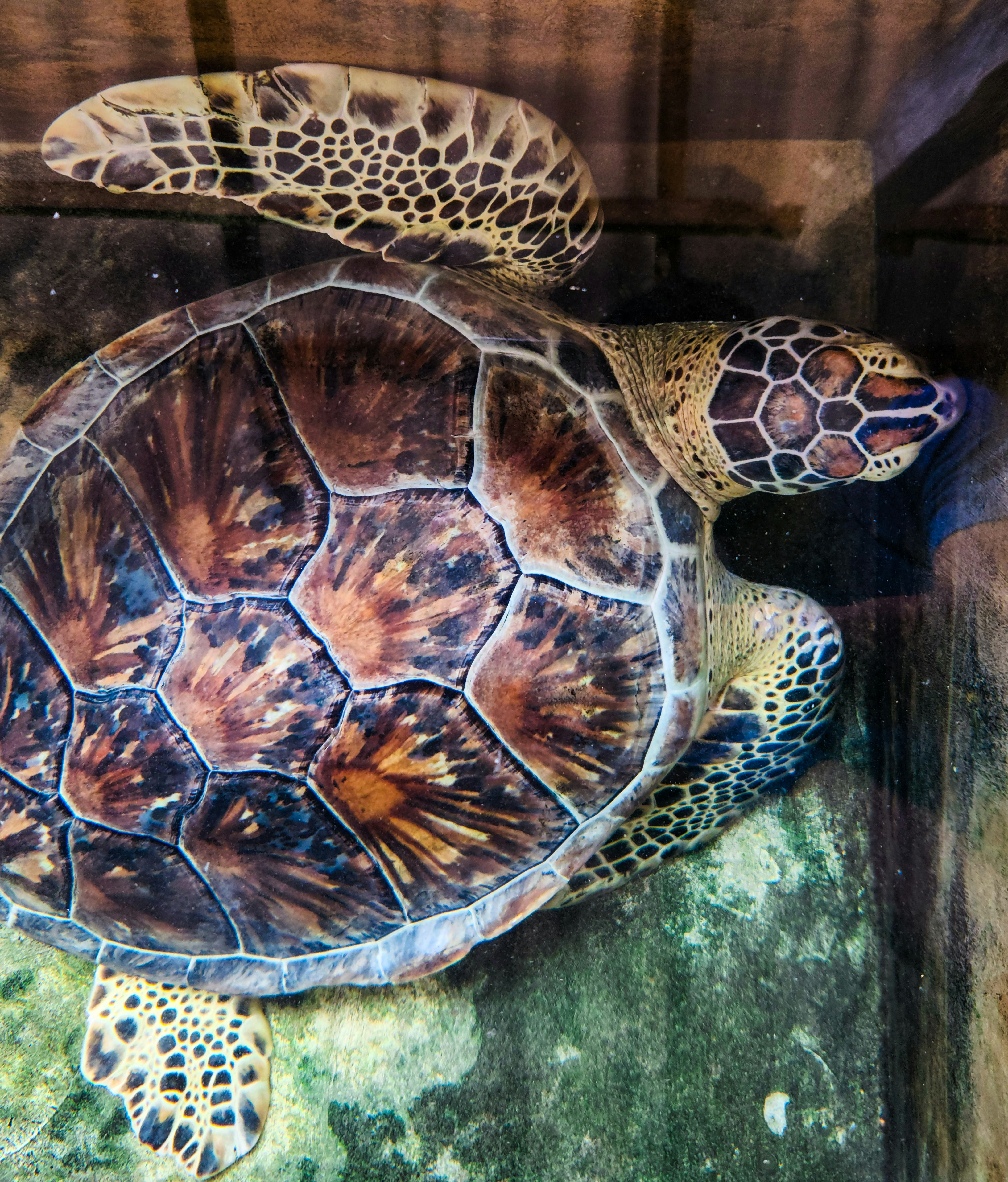 A close-up view of a sea turtle. photo – Free Sea Image on Unsplash