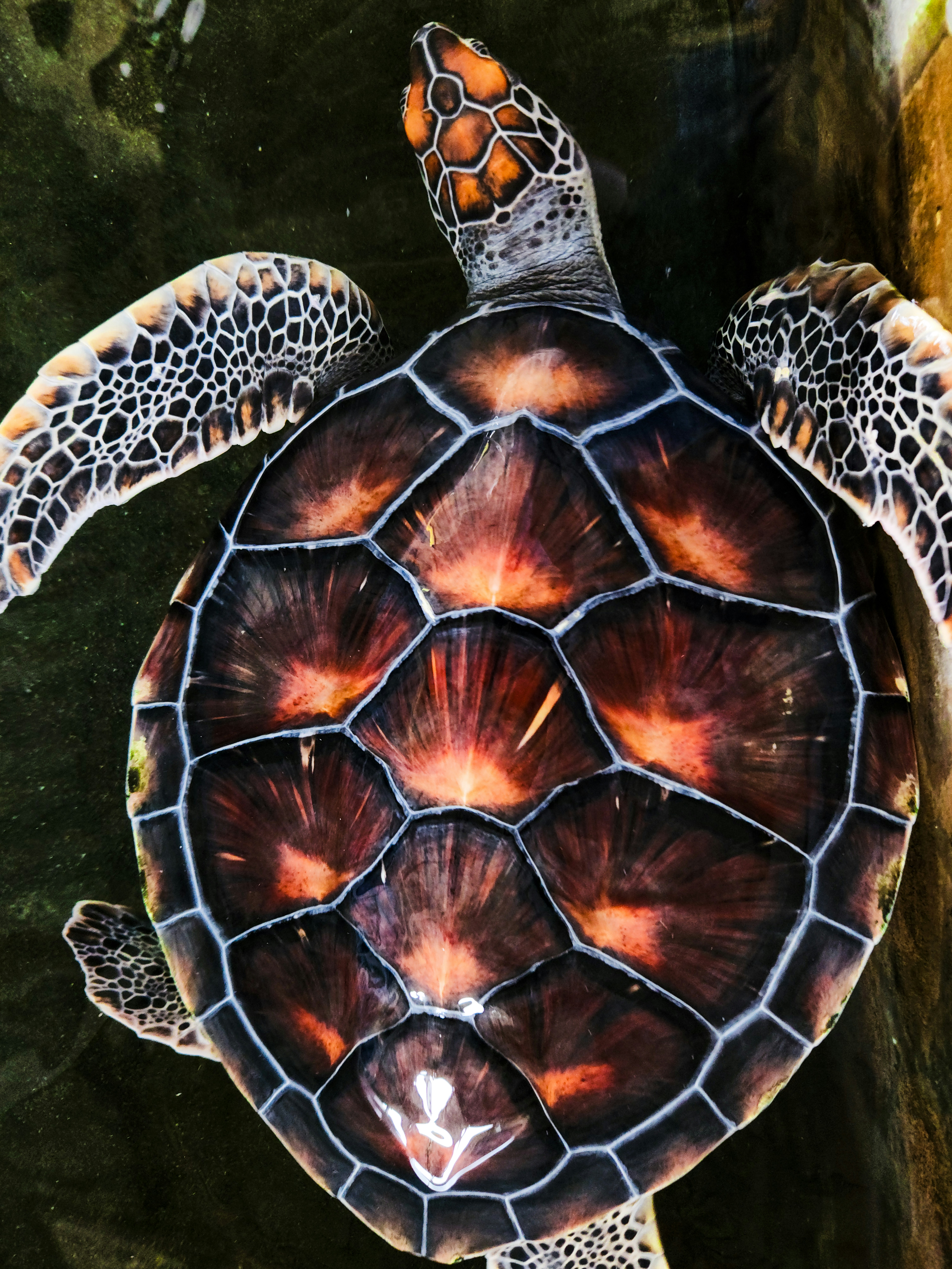 Hexagon Sonata: A sea turtle's mosaic shell captured from above