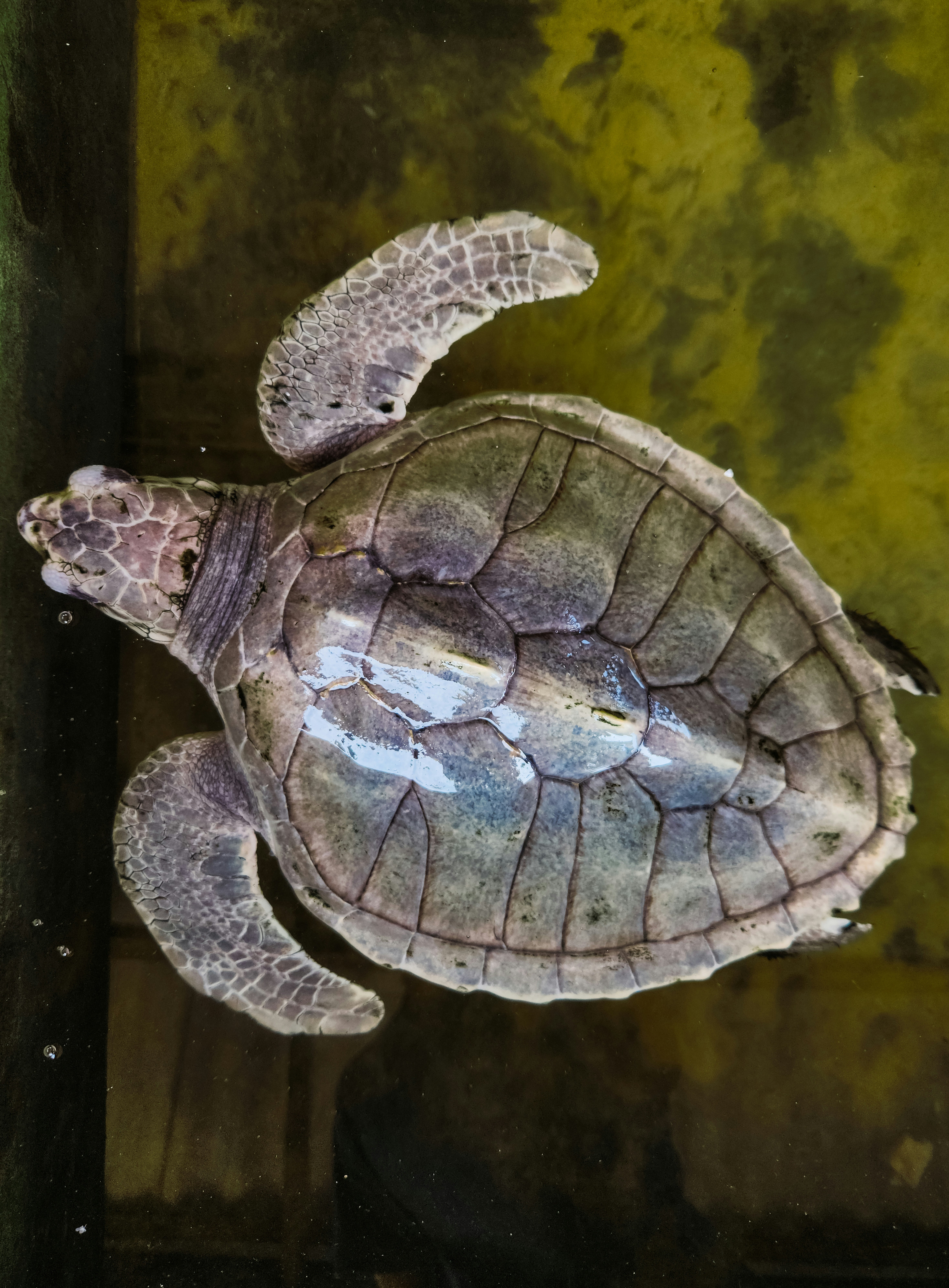 A sea turtle glides underwater, its segmented shell and textured limbs lit by dim greenish light.