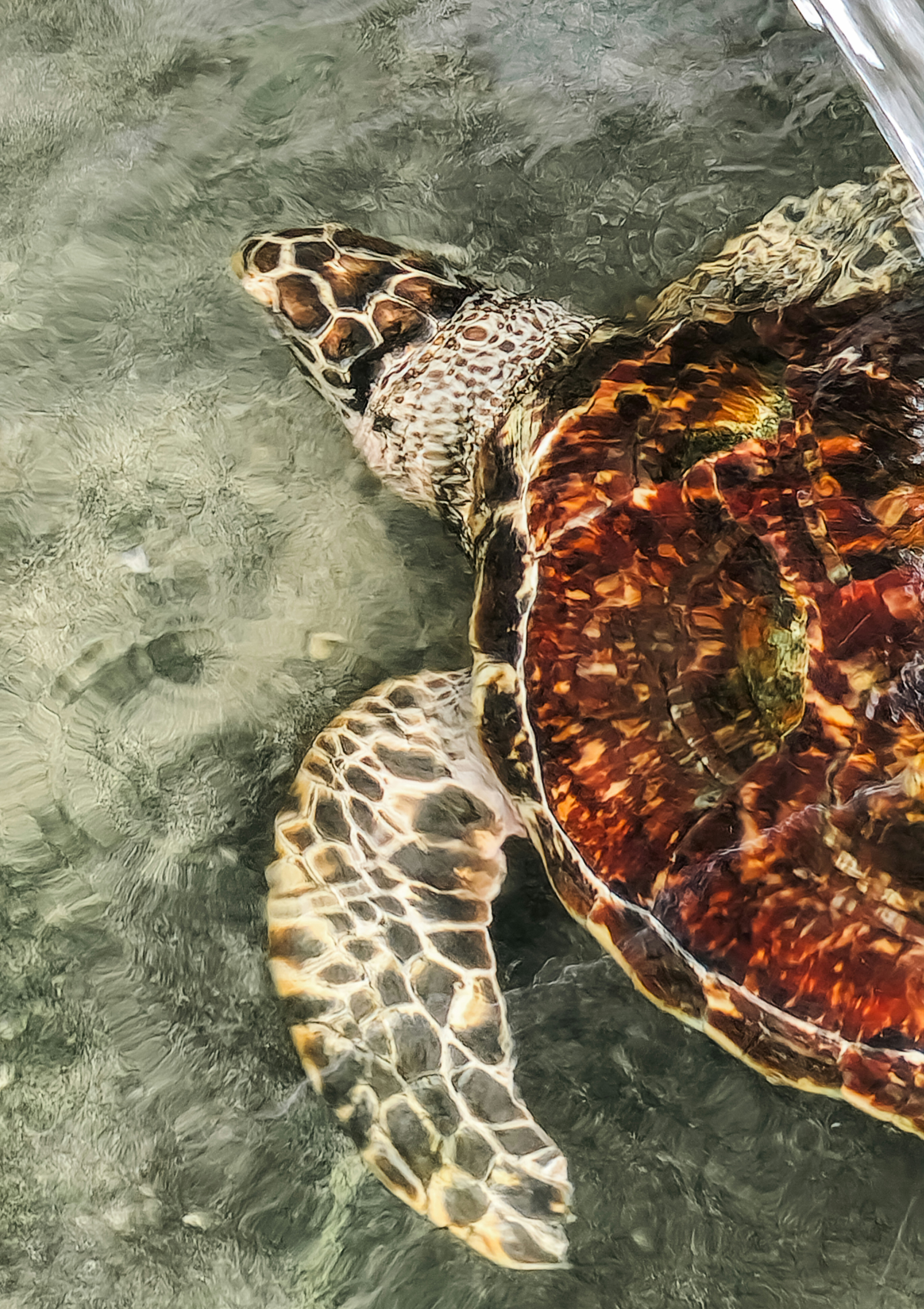 A sea turtle swims in clear water. photo – Free Wildlife Image on Unsplash