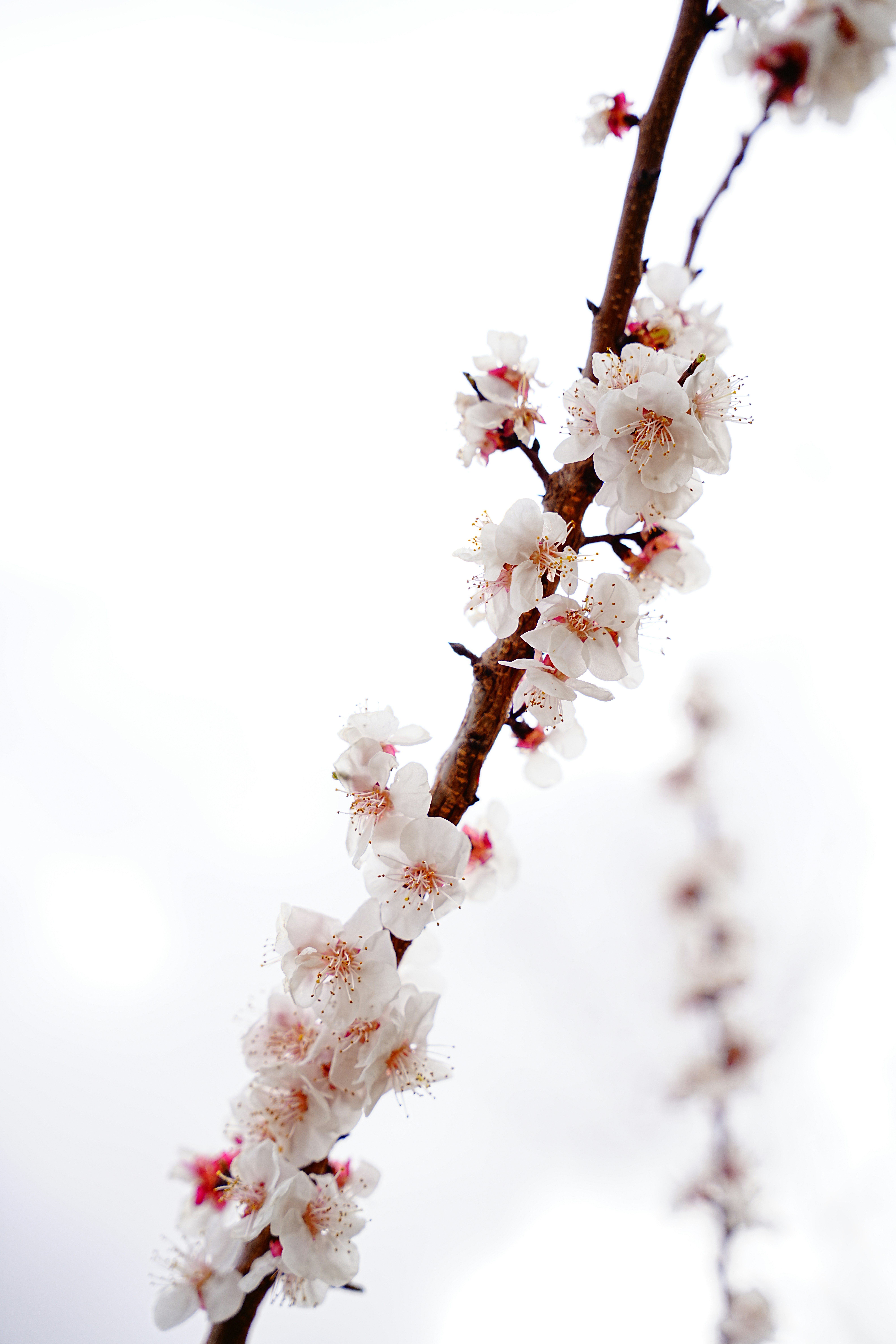 Diagonal Bloom: White Cherry Blossoms on a Thin Branch