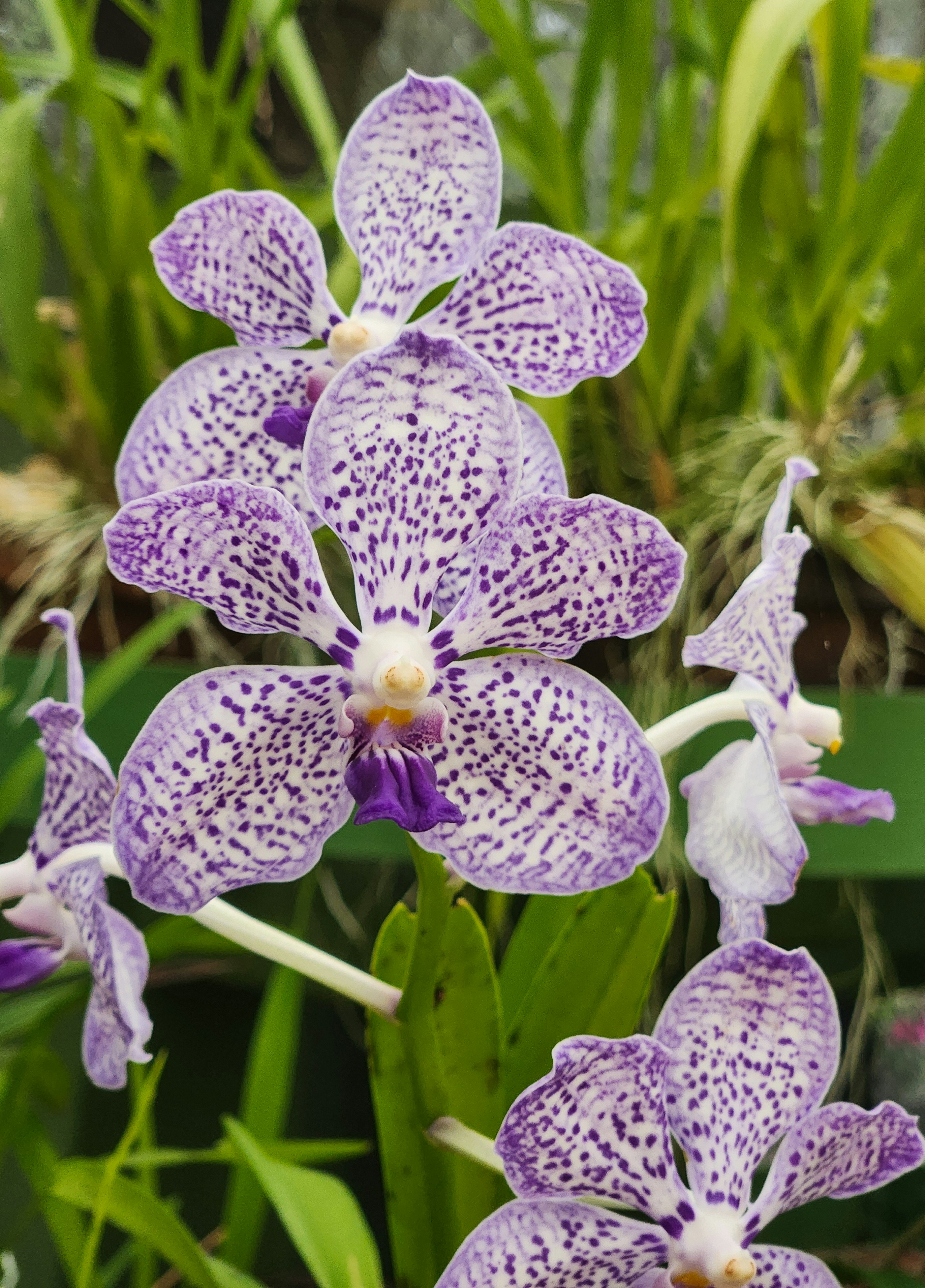 Beautiful purple orchids with dark speckled patterns. photo – Free ...