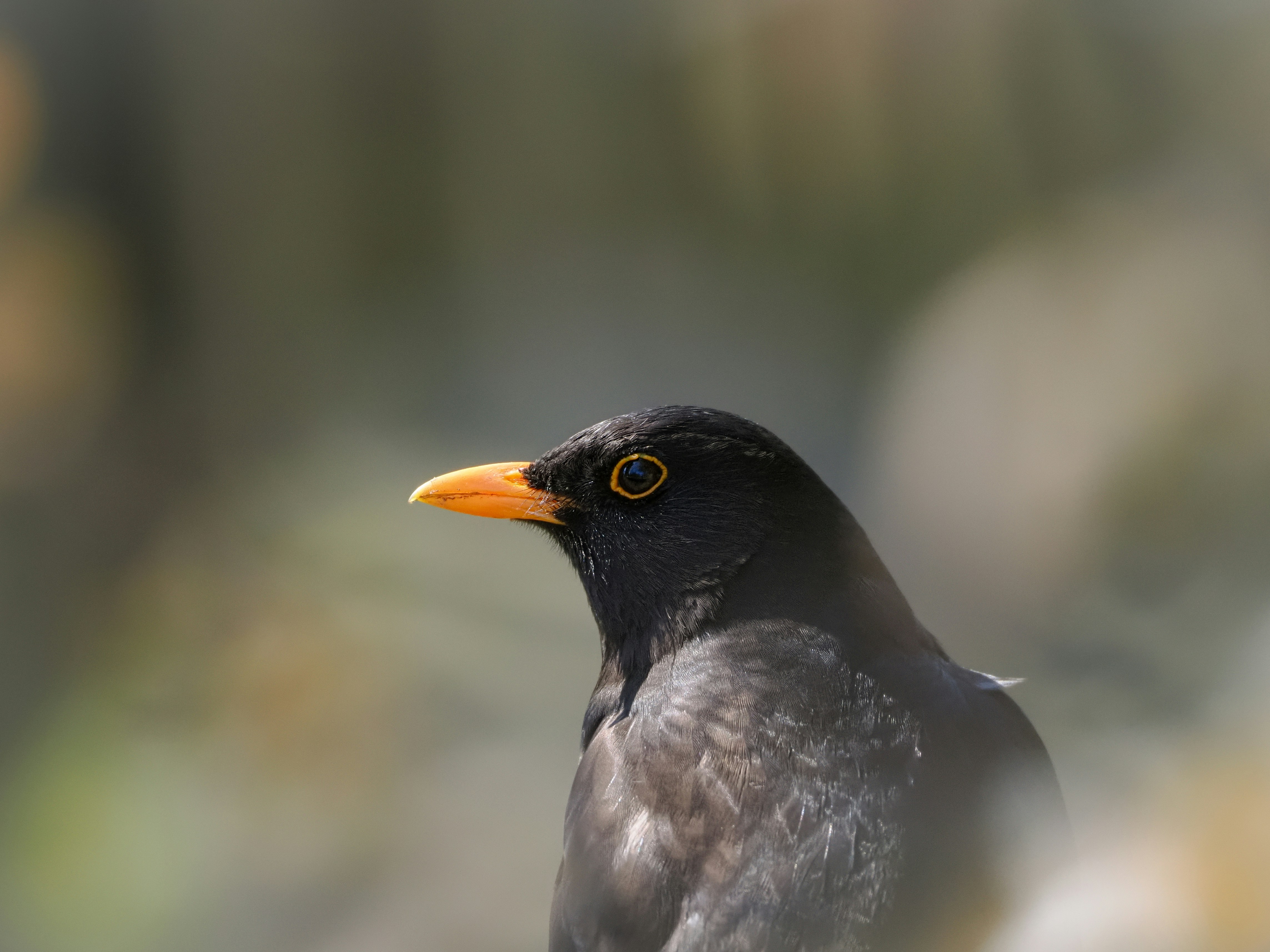Un merle regarde intensément avec son bec orange. photo – Image ...