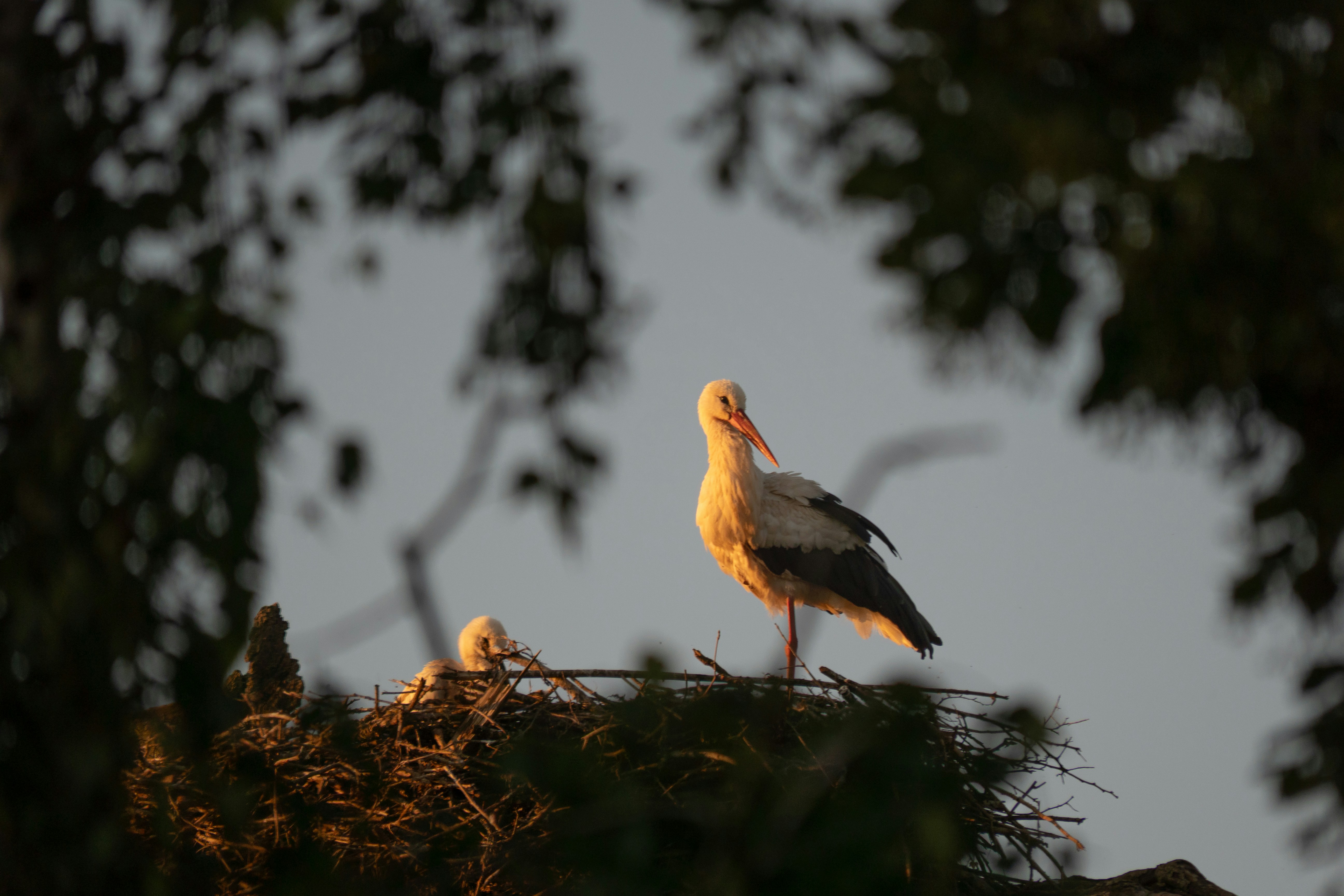A stork and her chicks in a nest. photo – Free Bird Image on Unsplash