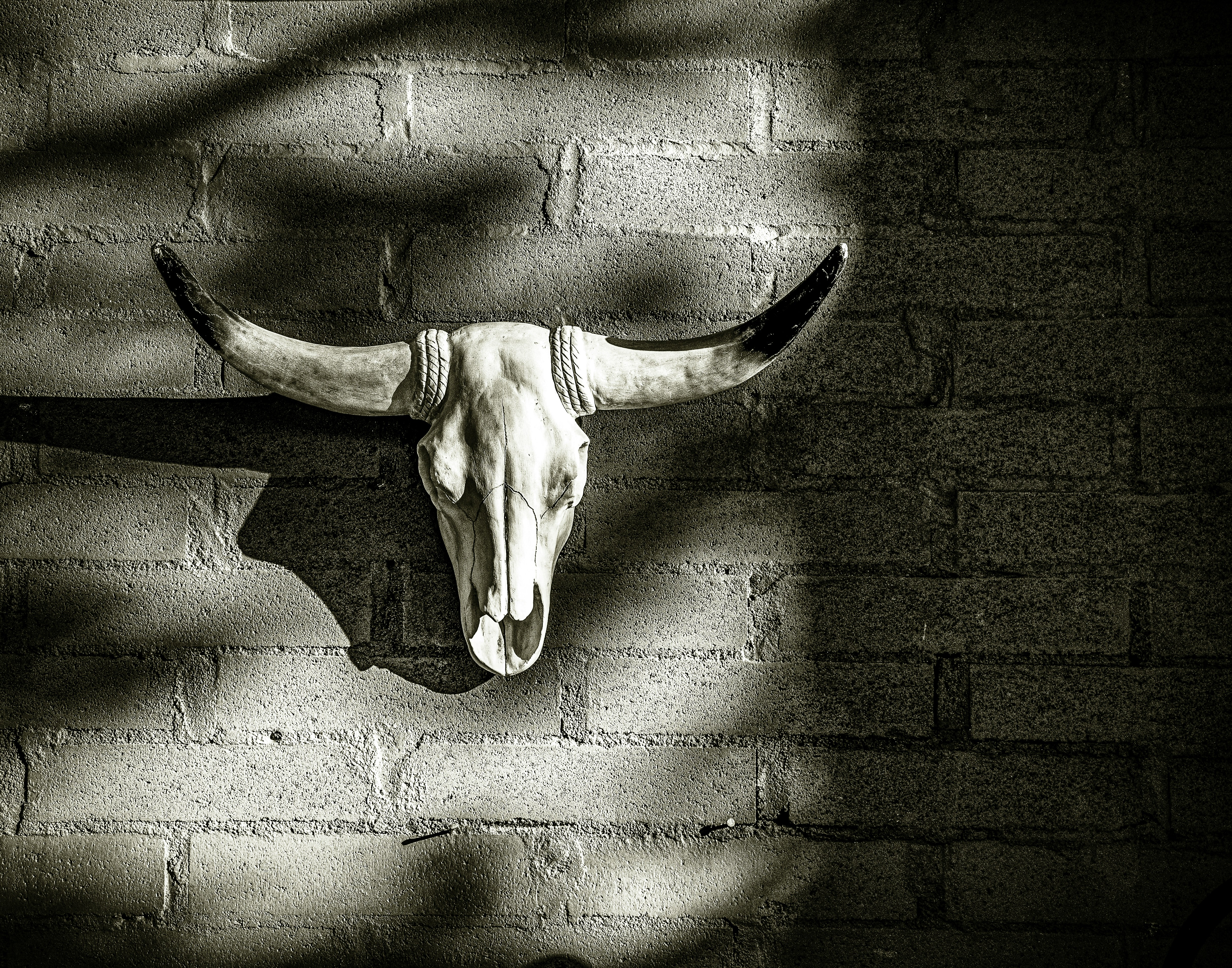 Shadow and Horns: A Bull Skull on a Weathered Brick Wall