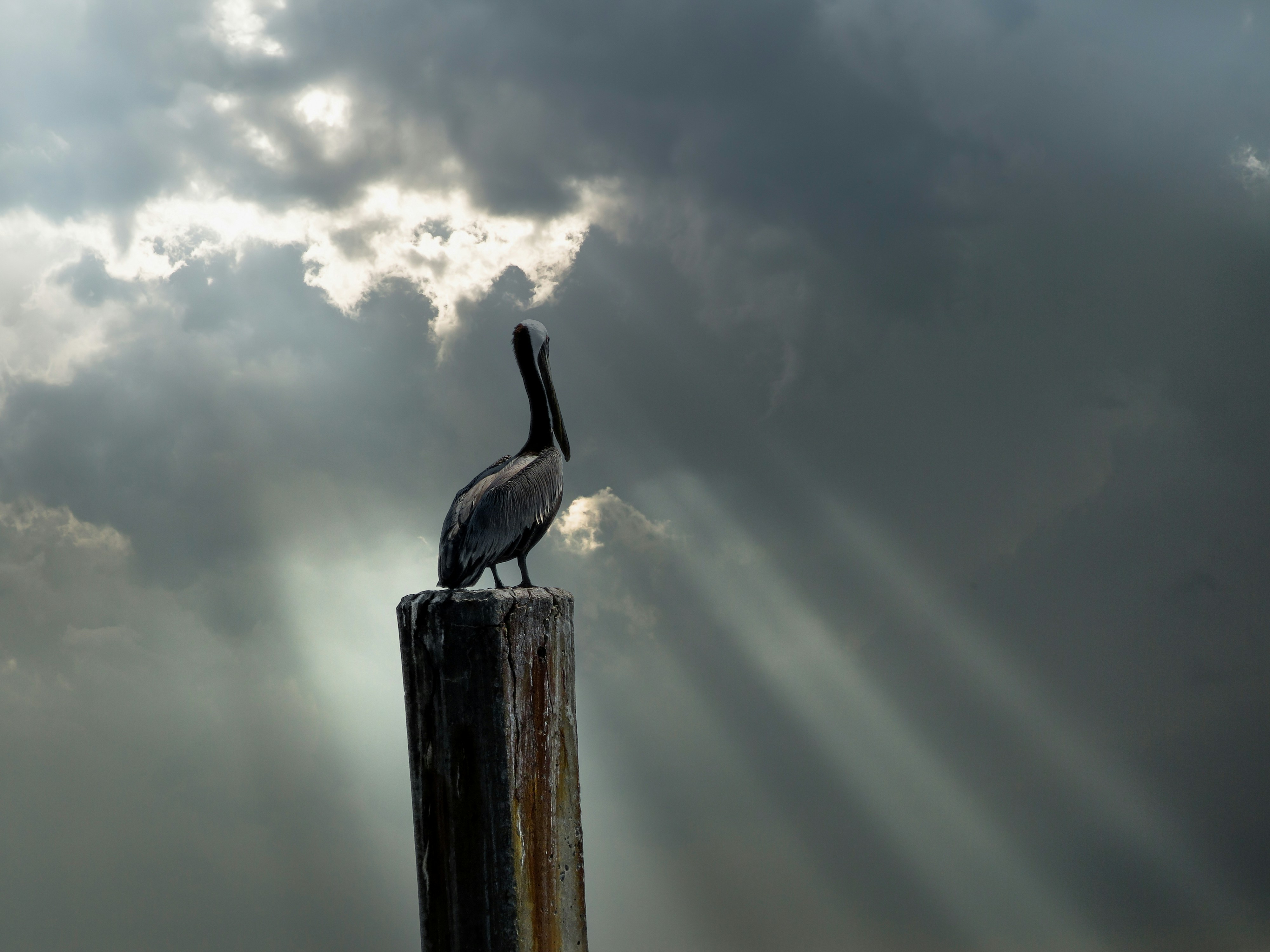Serenity on a Sunbeam Perch