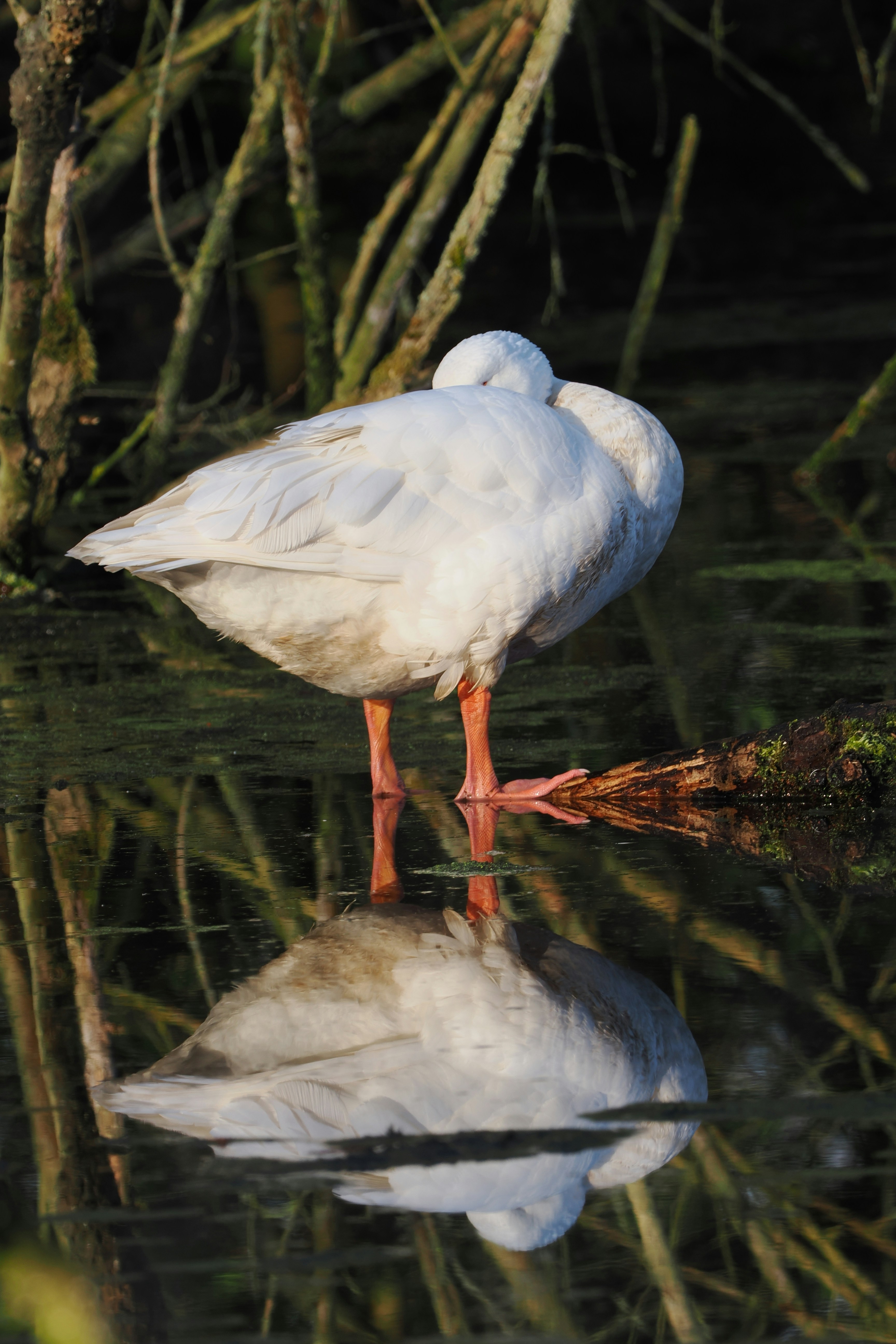 Swan at Rest: Echoes on a Glassy Marsh