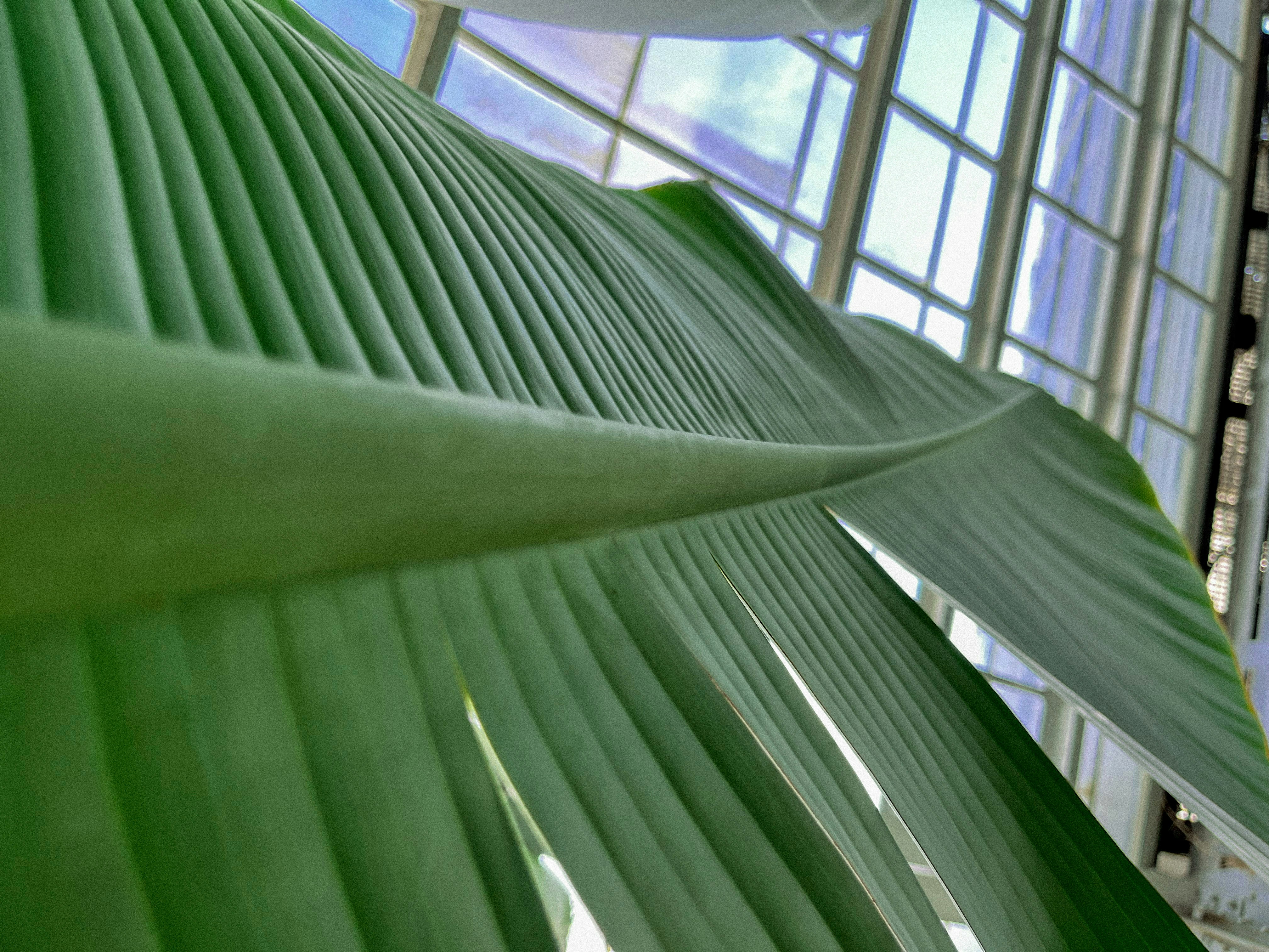 Ribbed Emerald Canopy in a Glasshouse