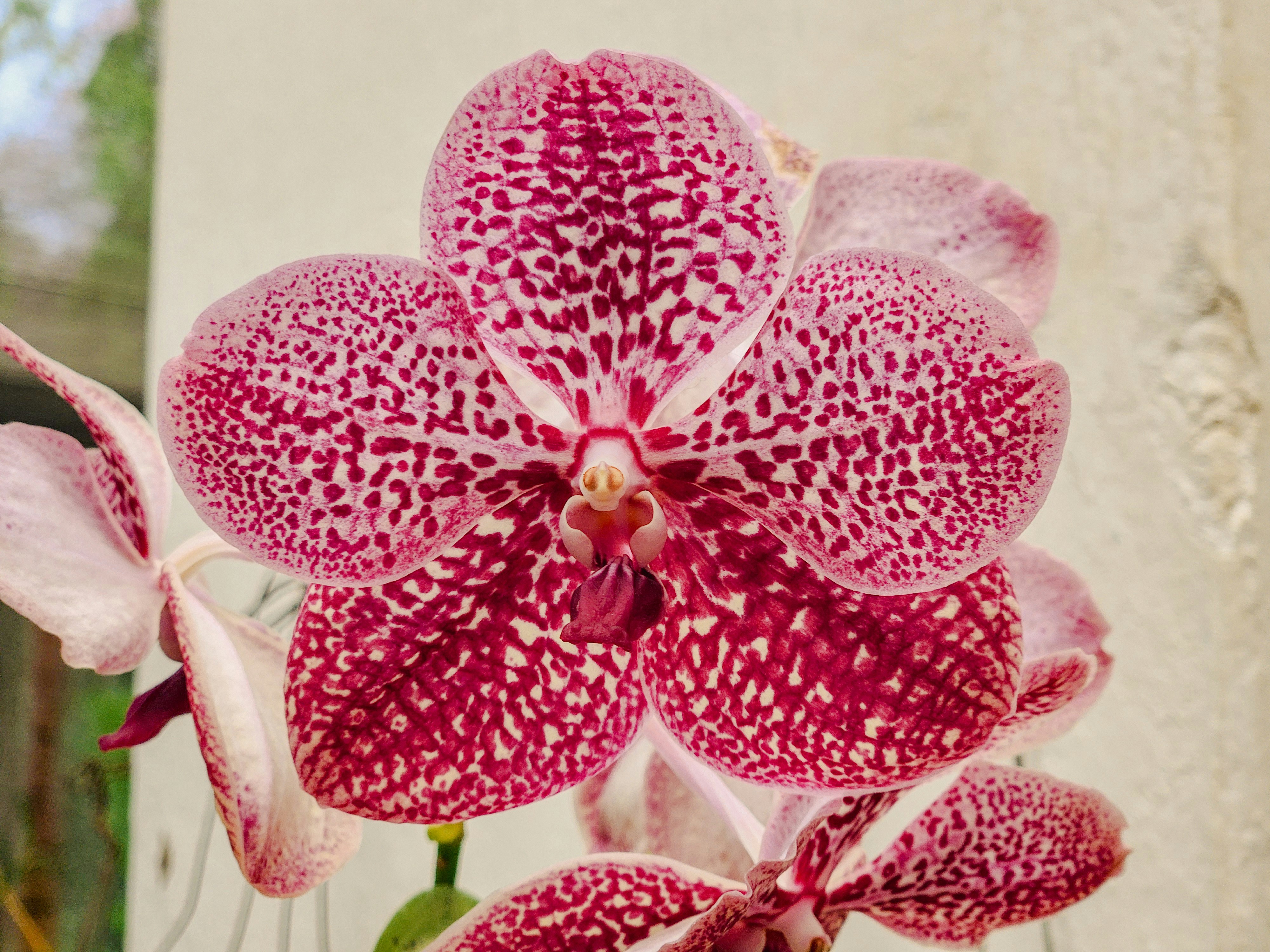 Intricate Dance of Orchid Patterns