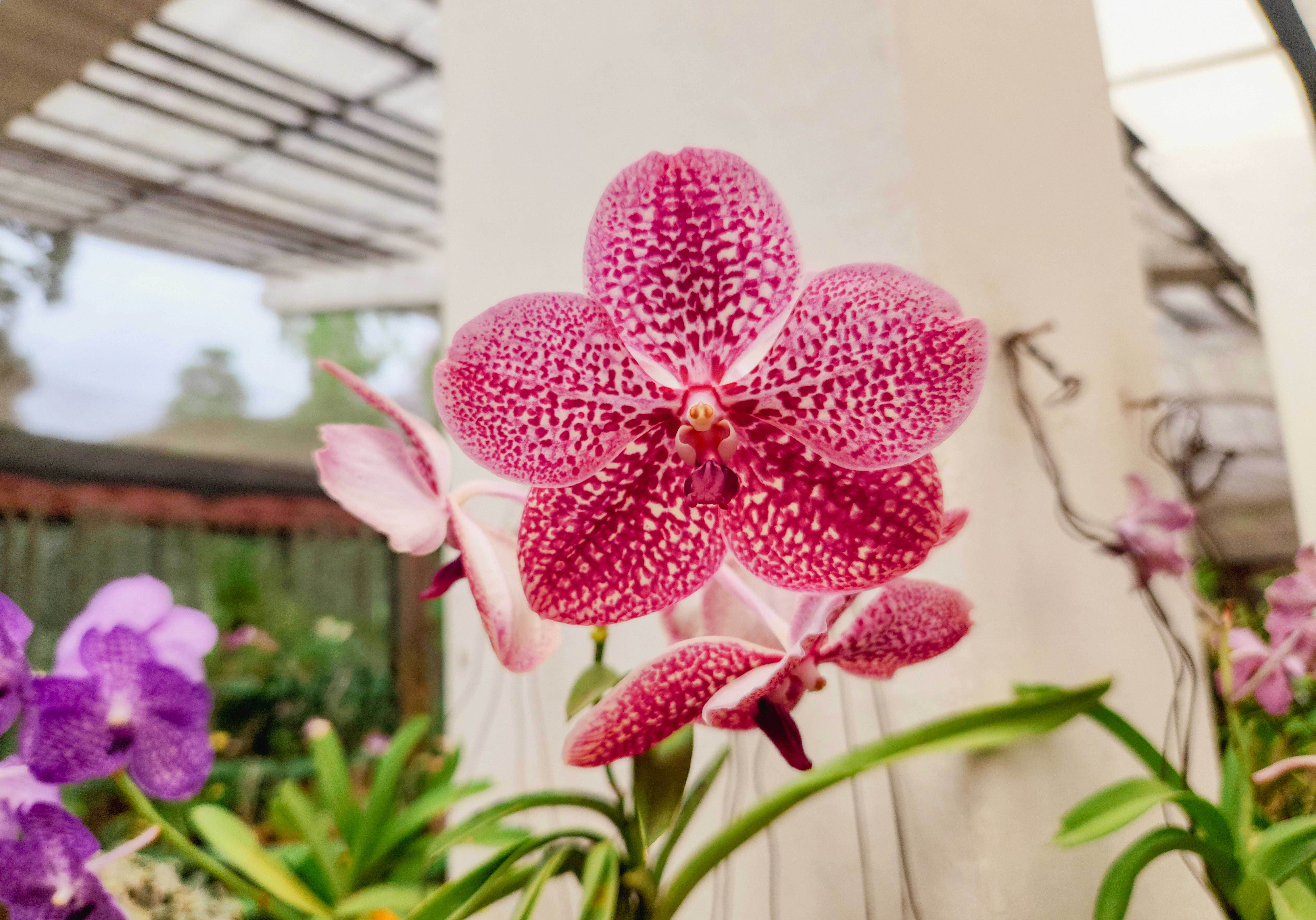 Speckled Pink Orchid Reaching for Morning Light
