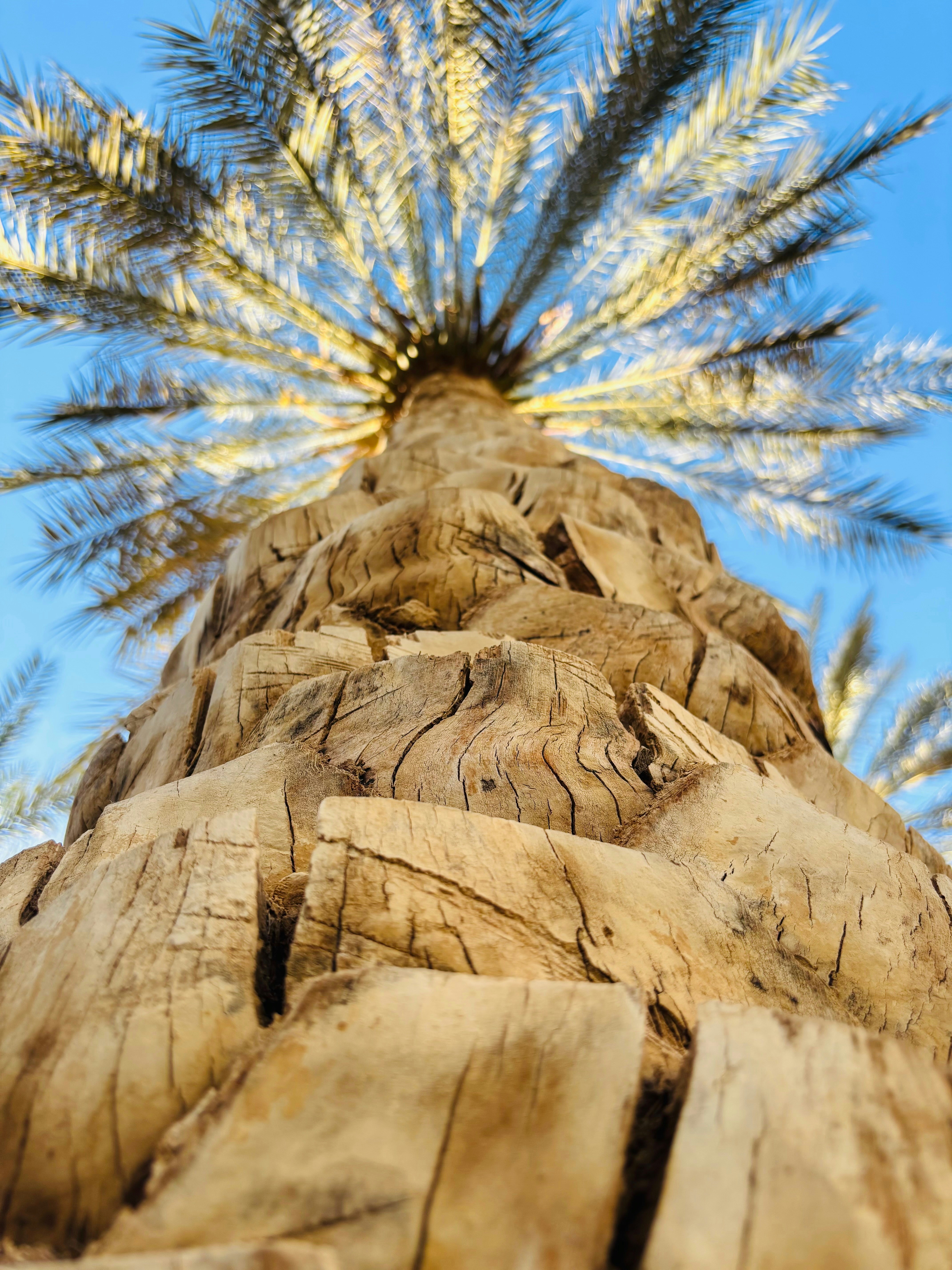 Oak Sentinel: A Rough-Textured Palm Trunk Reaching Toward a Brisk Sky