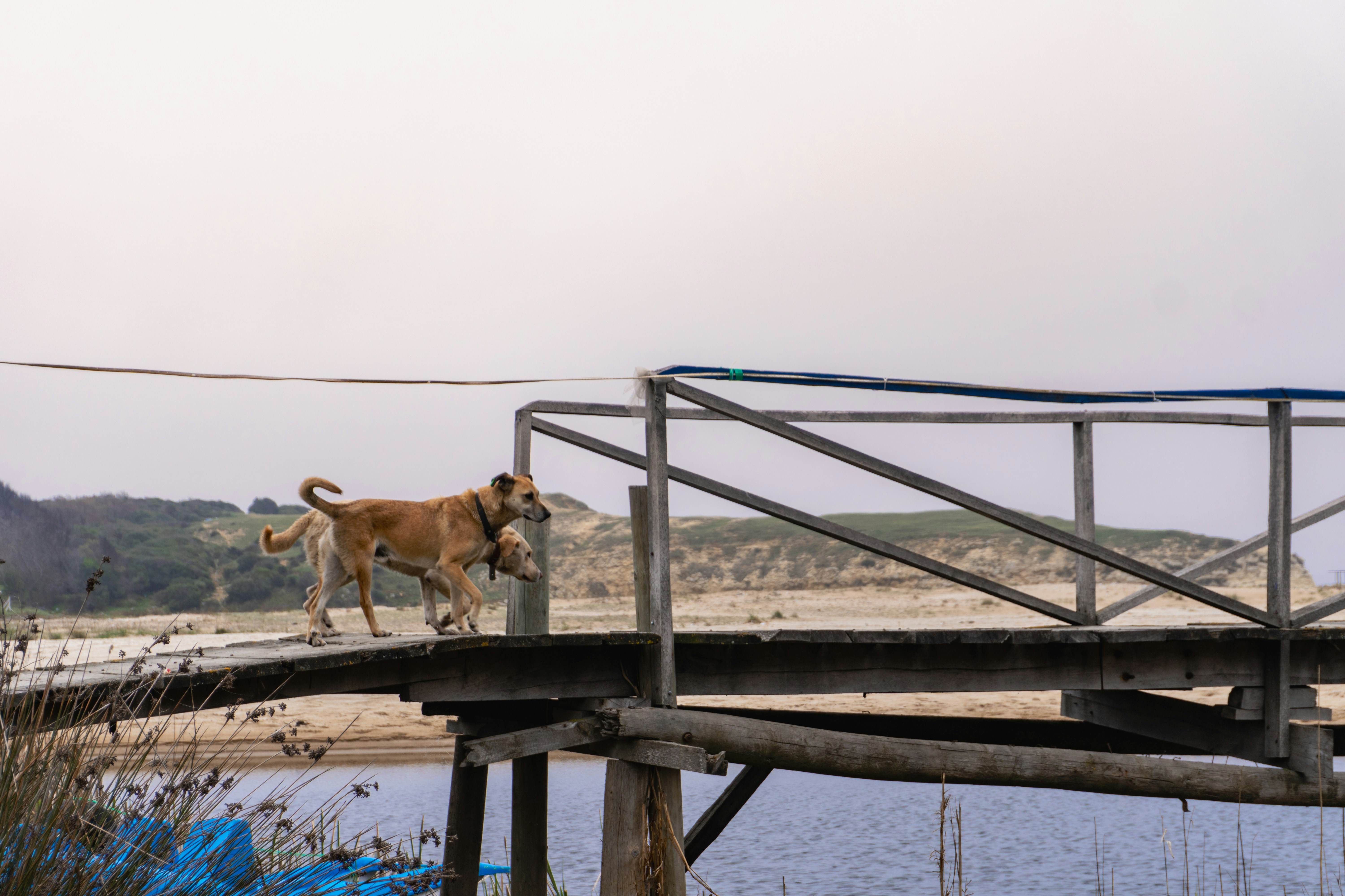 Dog walking across a weathered wooden bridge overlooking a tranquil waterfront under an overcast sky.