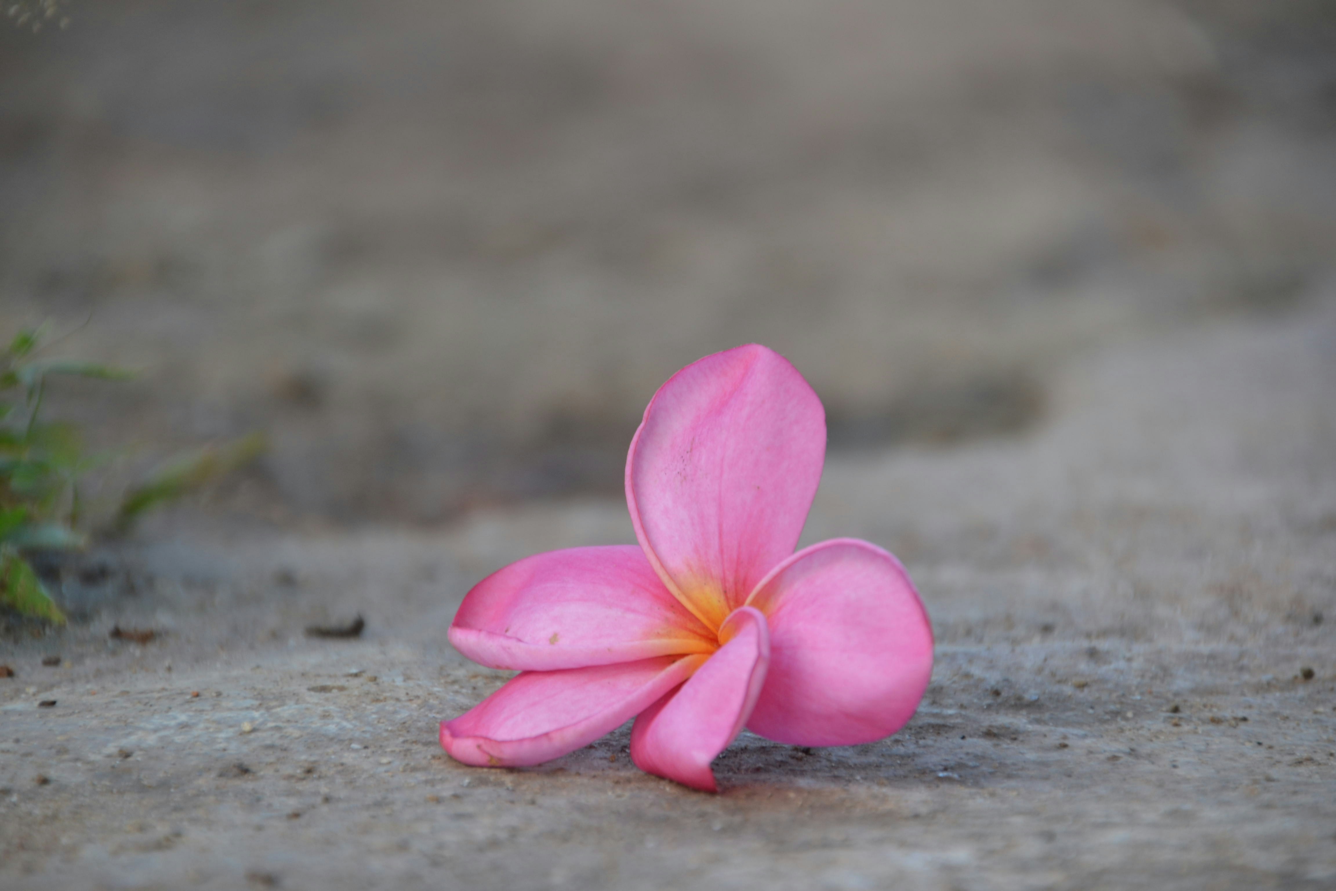 Pink Plume on the Gravel: A Petaled Quiet Moment