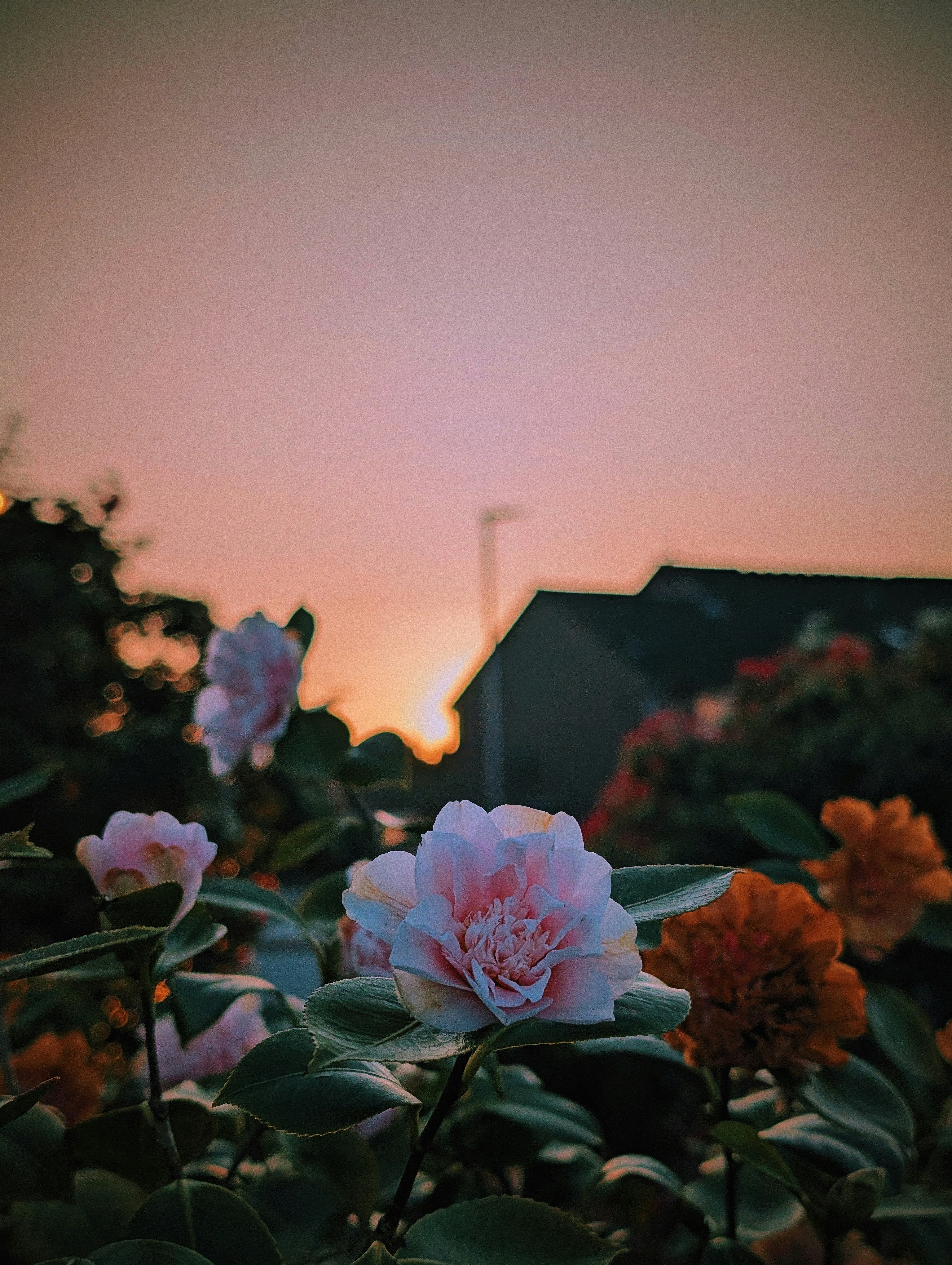 Spring flowers 🪷Nick Nice