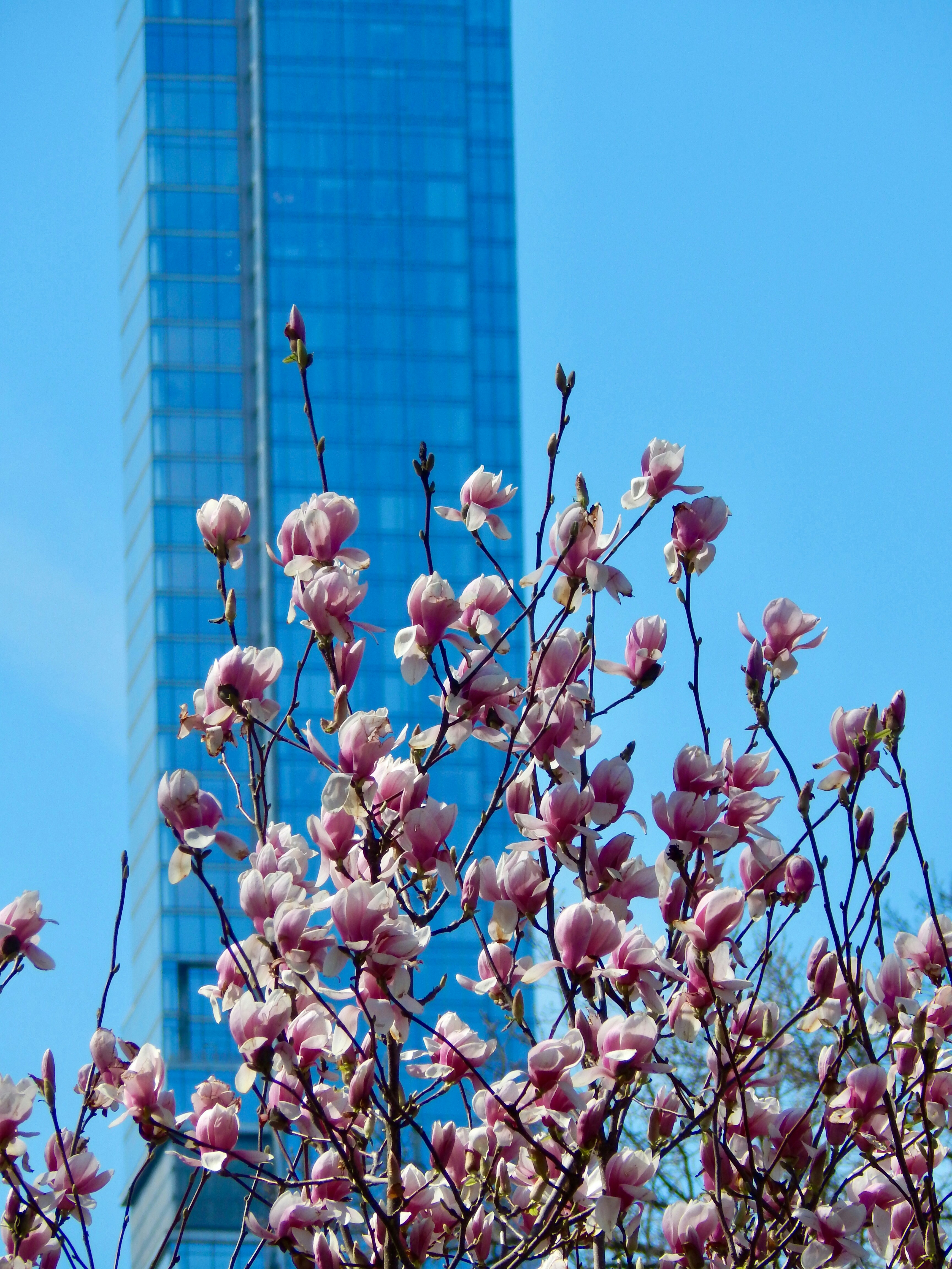 Flowers bloom in front of a skyscraper. photo – Free Office building ...