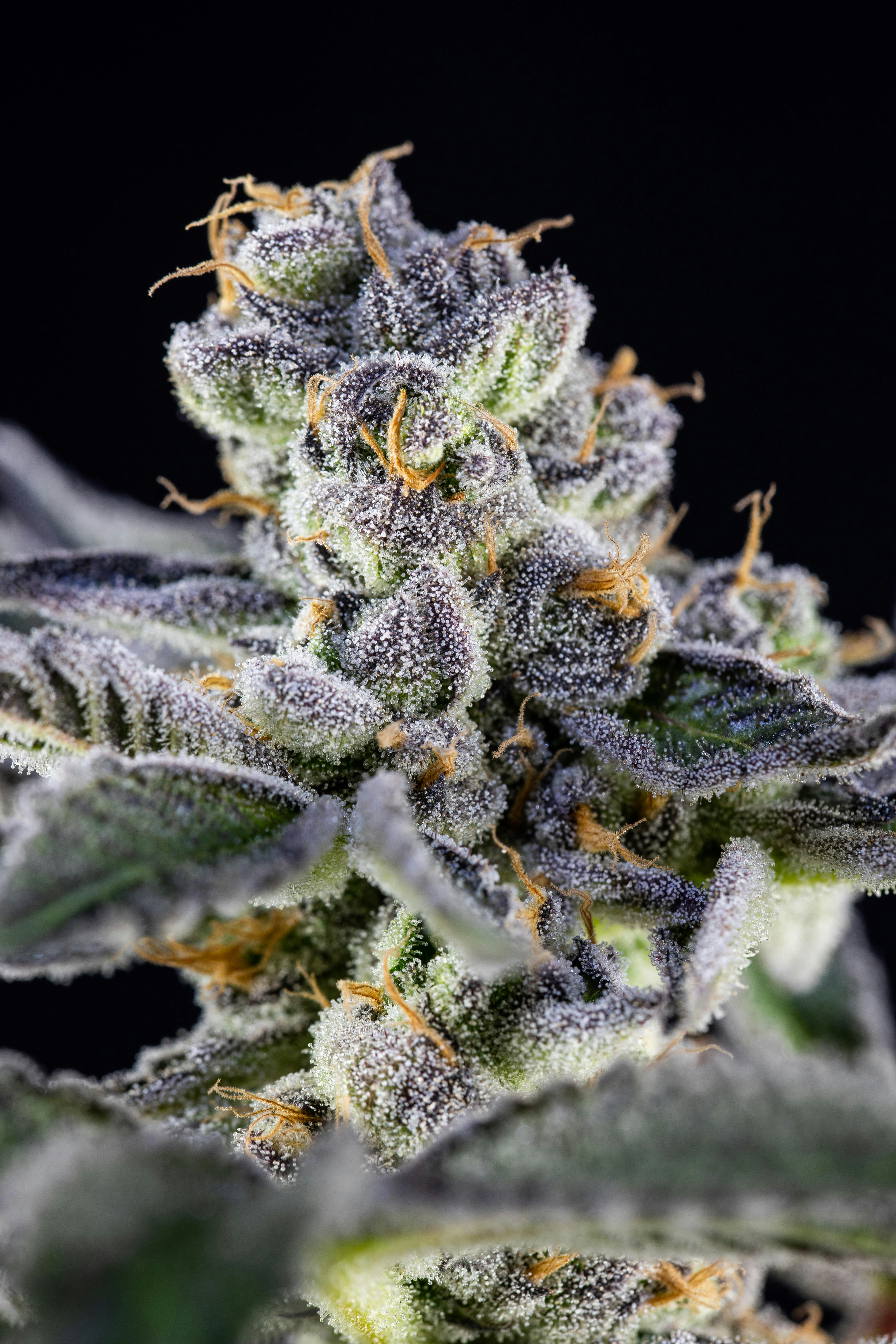 Here's a caption: a close-up of a cannabis bud. photo – Free Plant ...