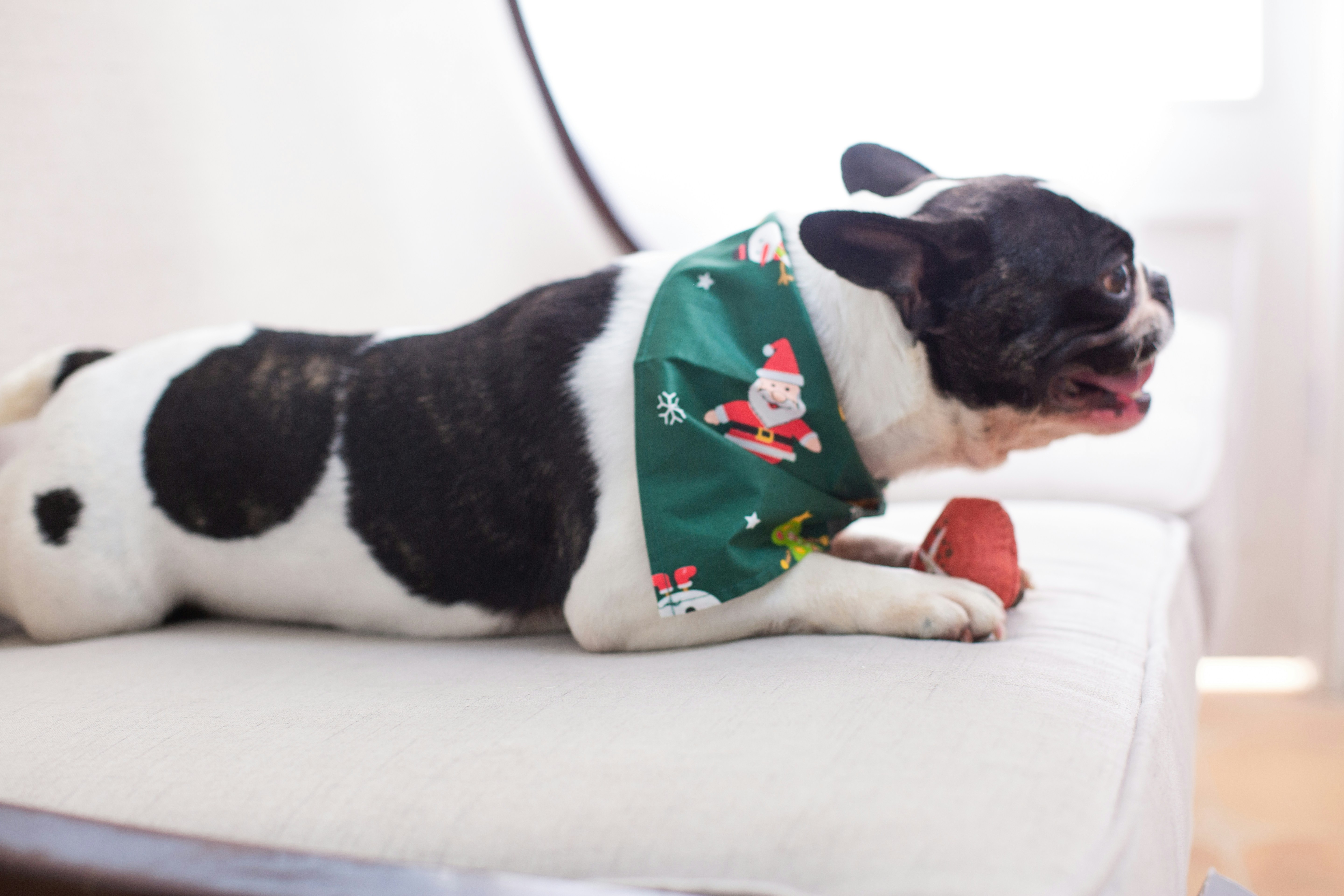 Festive Pup in Quiet Comfort