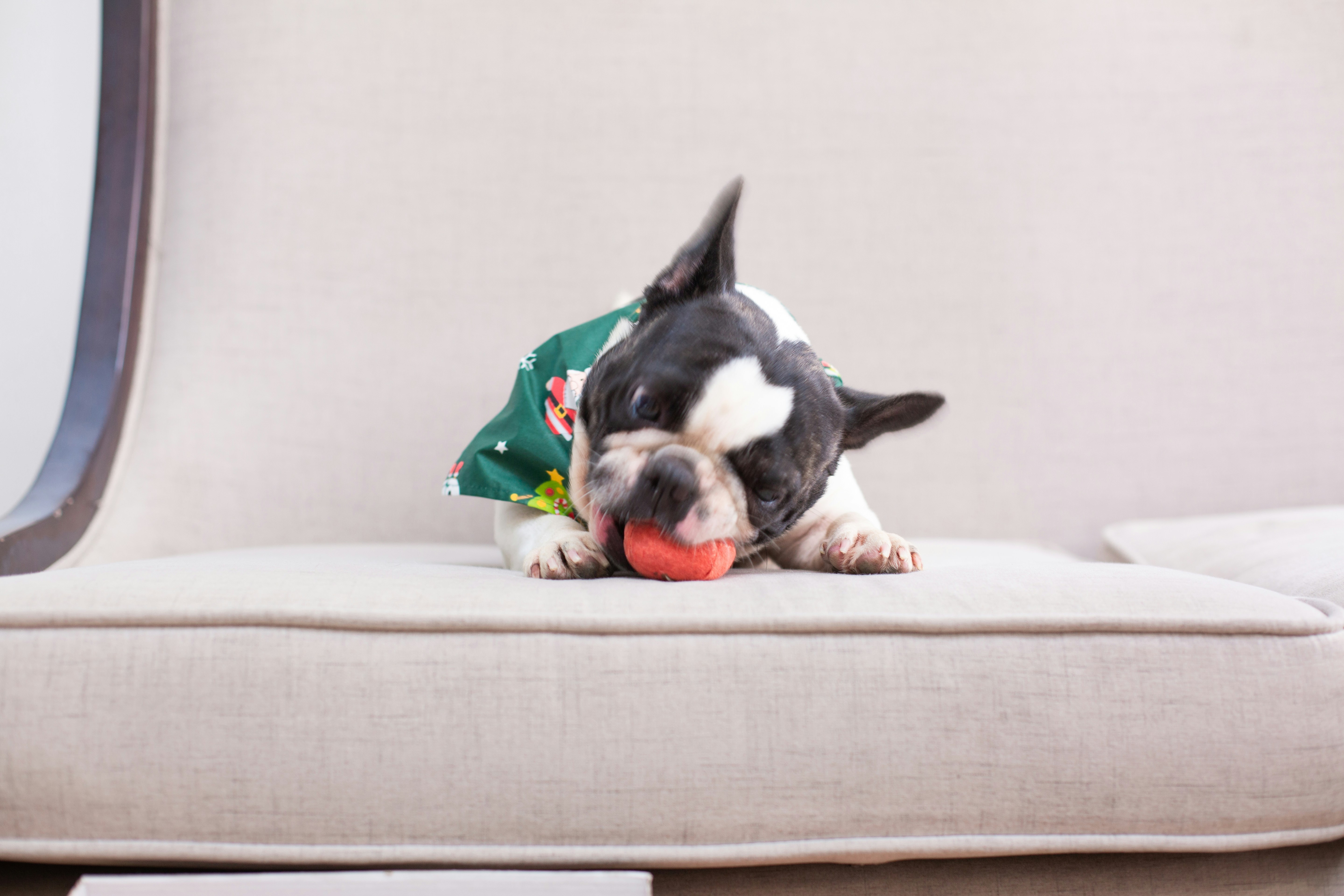Luna the Cozy Boston Terrier with a Green Bandana Nuzzling a Plush Pillow