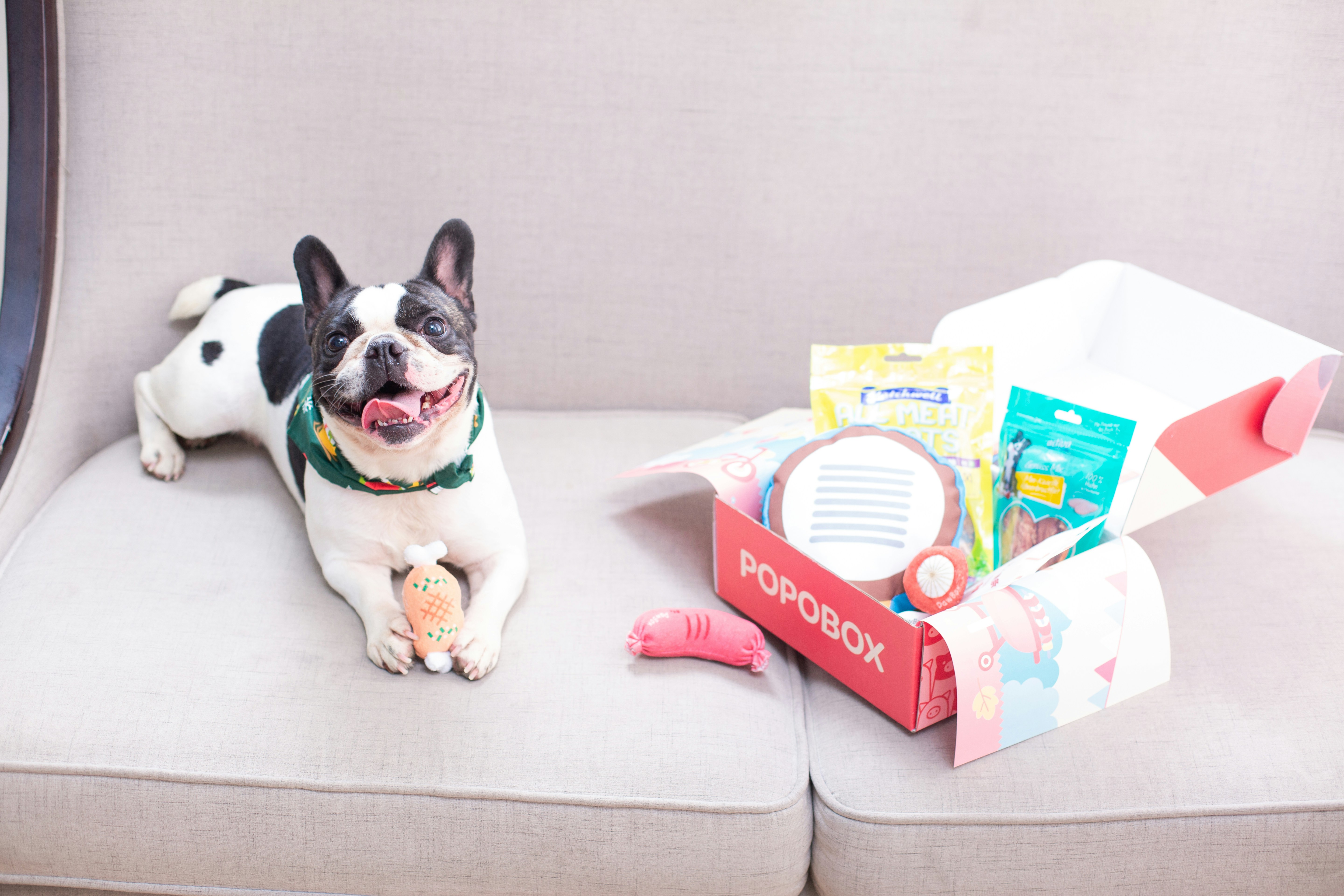 Happy dog with a subscription box of goodies. photo – Free Pet Image on ...