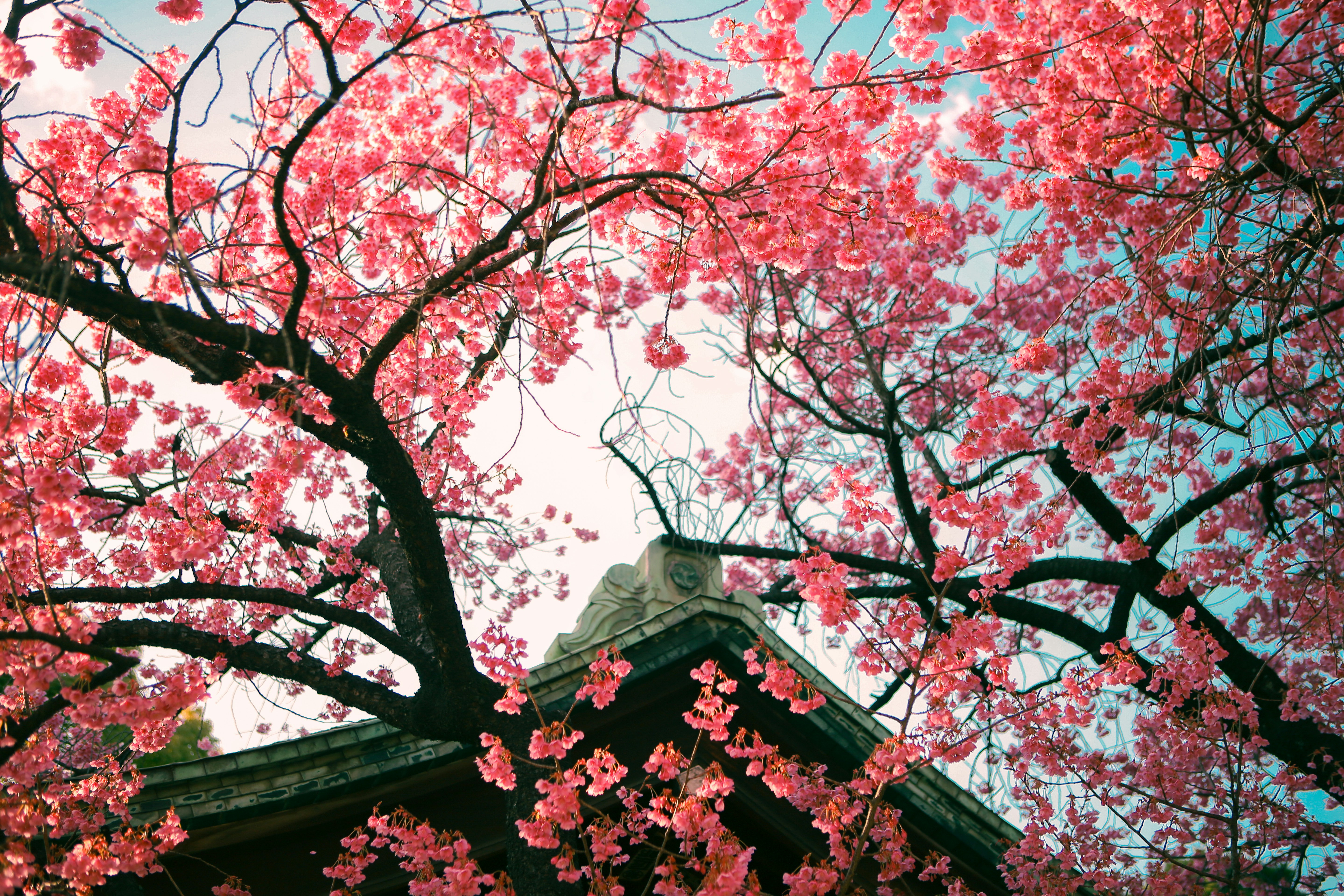Crimson Cherry Canopy Framing a Temple Roof