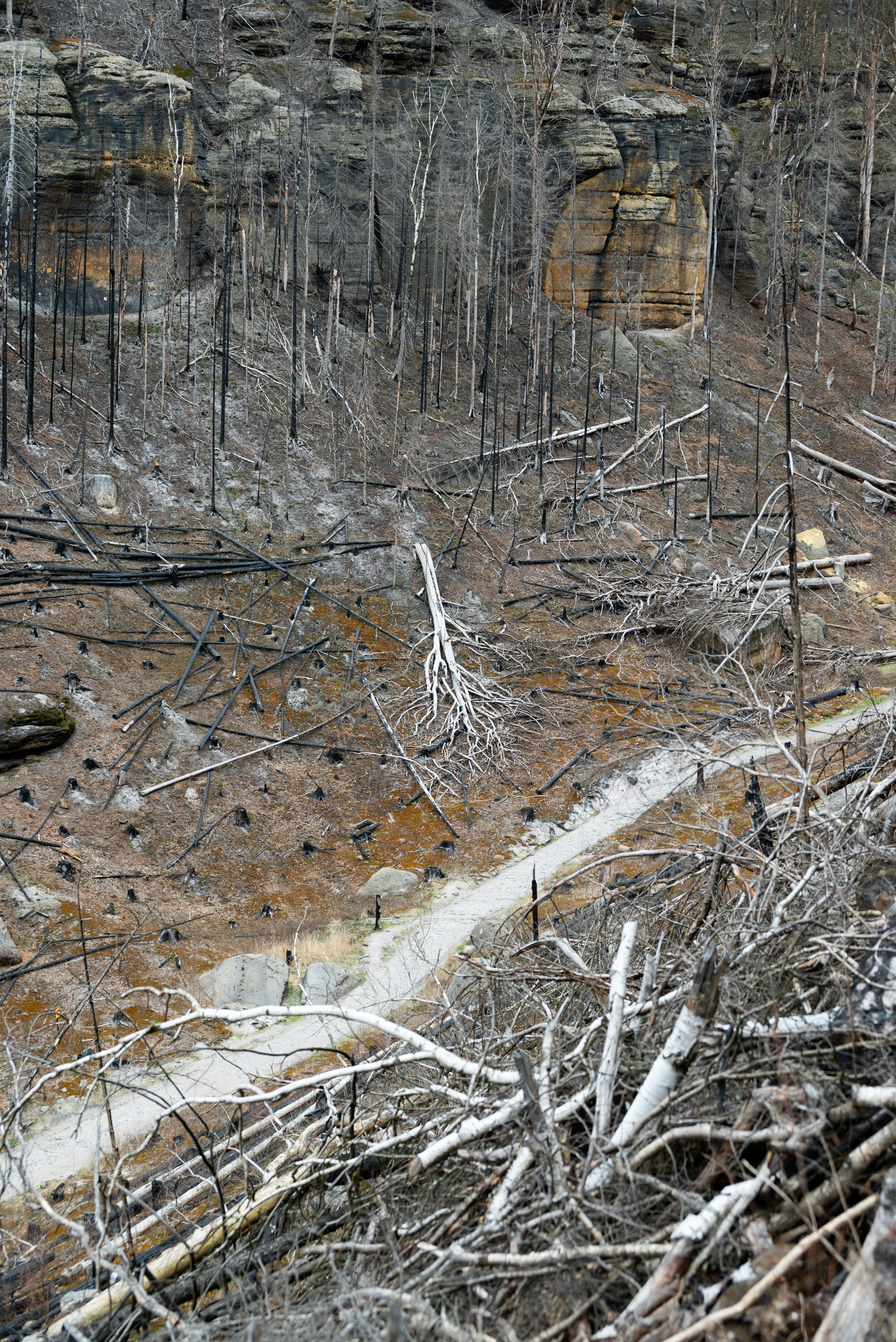 Leafless trees stand amidst a rocky landscape, highlighting nature's stark beauty in winter.
