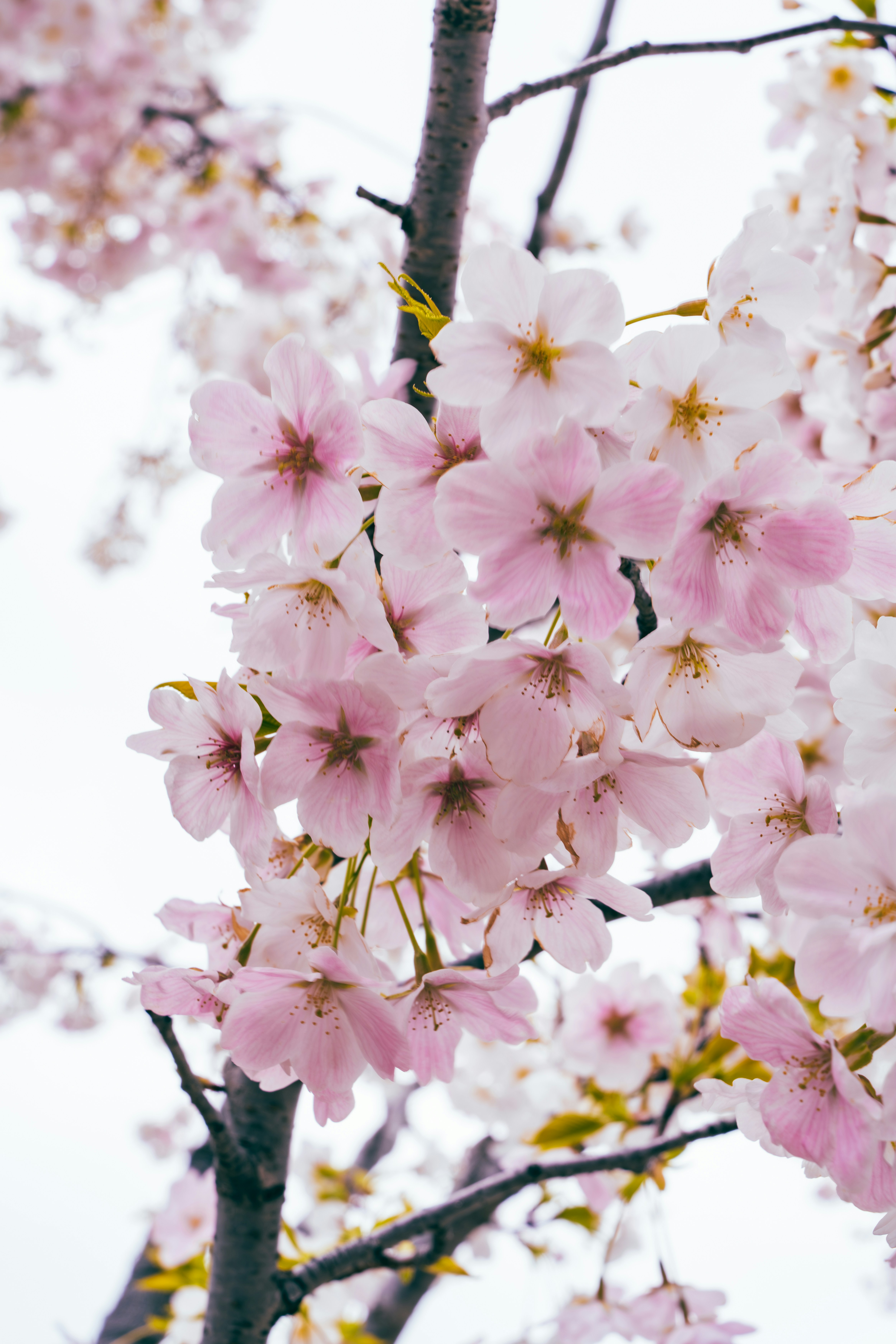 Delicate pink cherry blossoms clustered on branches against a pale sky.